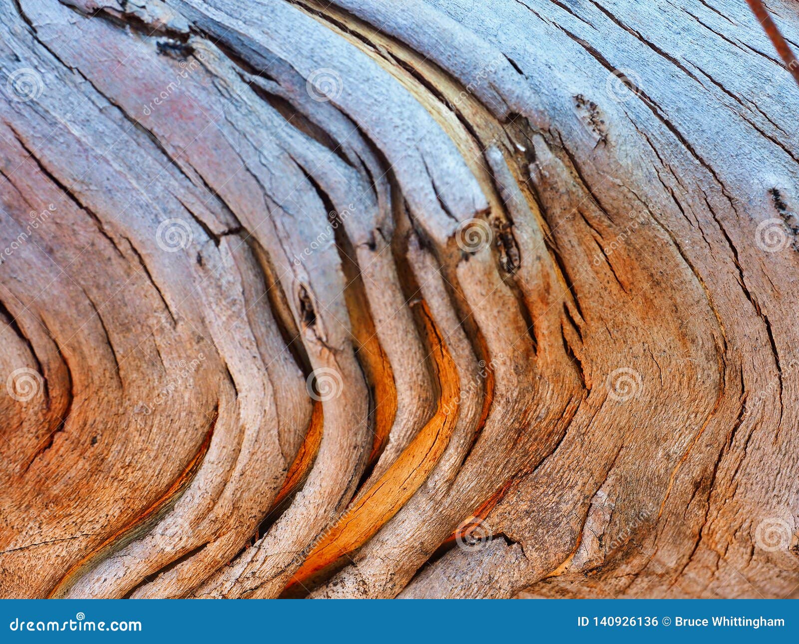 Abstract Bark Pattern, Australian Native Tree Stock Photo - Image of ...