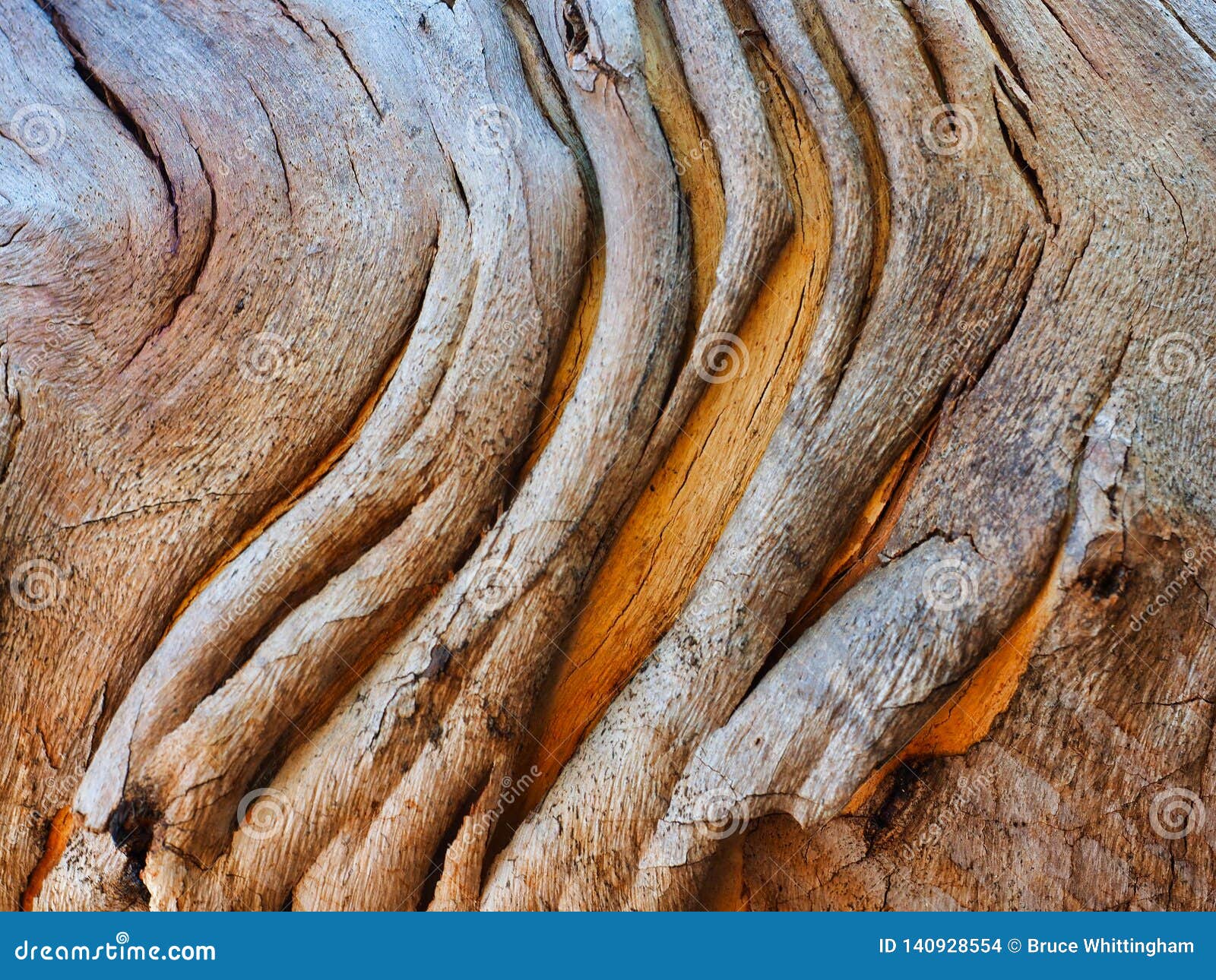 Abstract Bark Pattern, Australian Native Tree Stock Photo - Image of ...