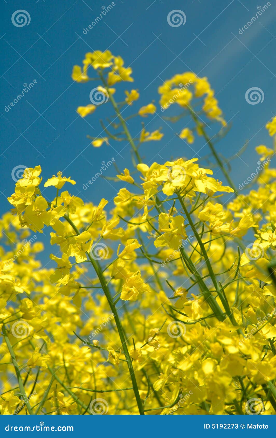 Detail of rapeseeds - GMO stock image. Image of agriculture - 5192273