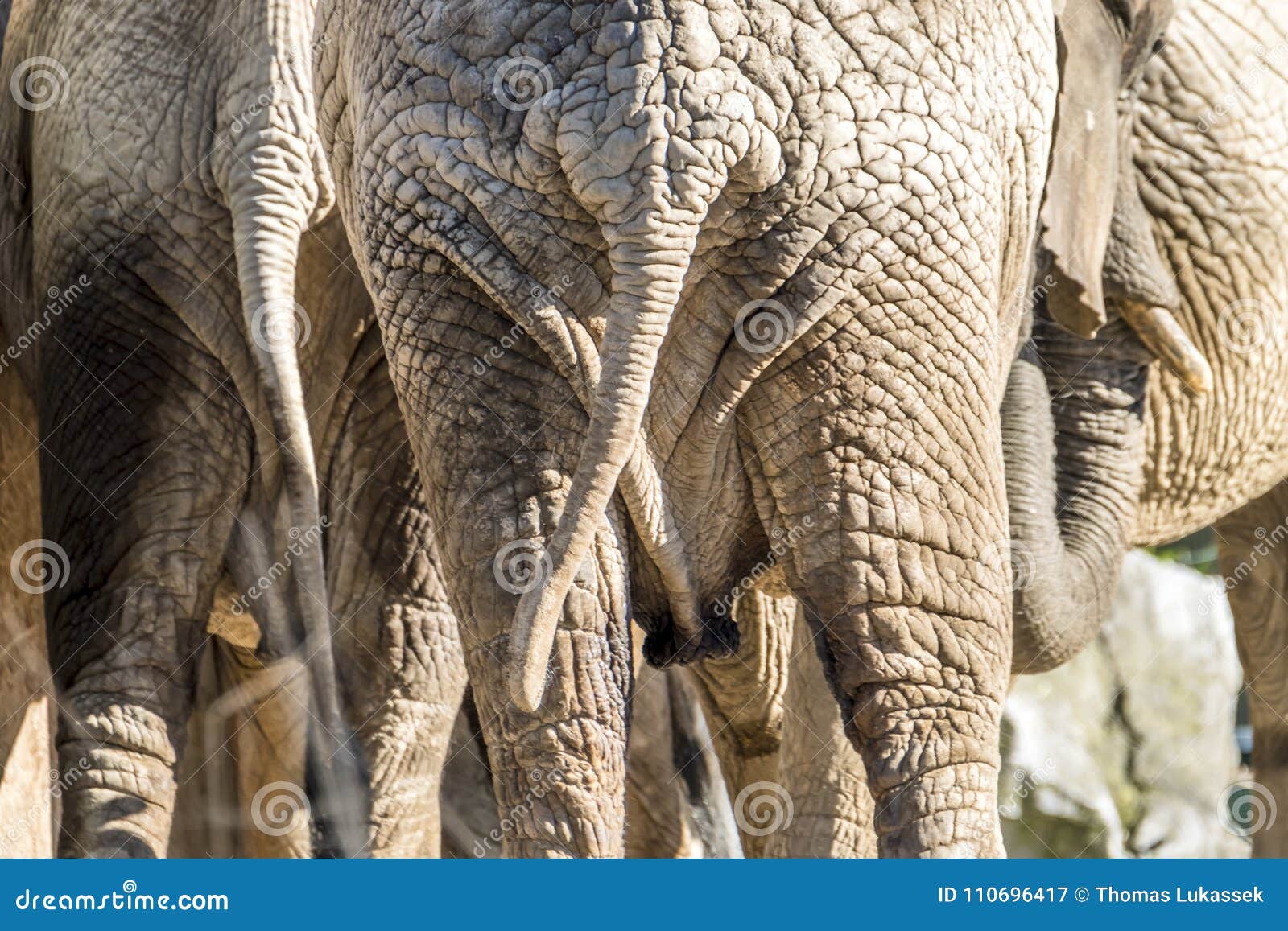 Detail Rear View of African Elephant Stock Image - Image of elephant ...