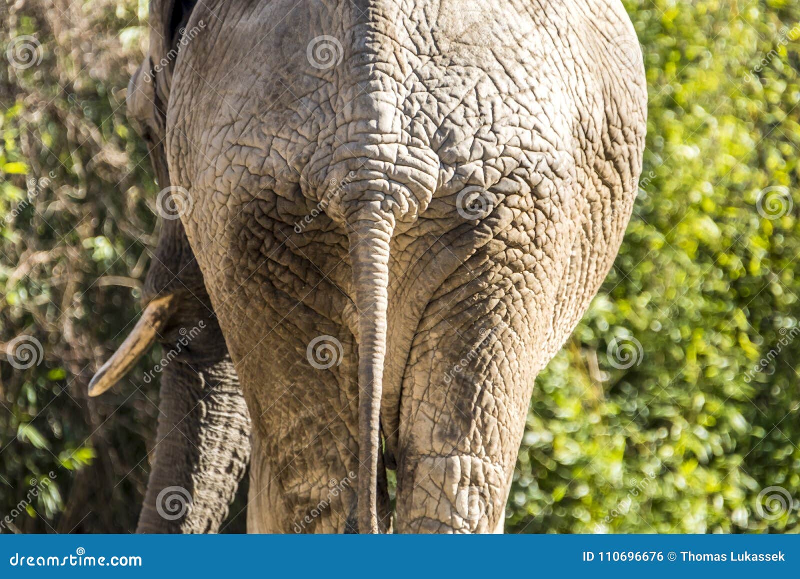 Detail Rear View of African Elephant Stock Photo - Image of nature ...