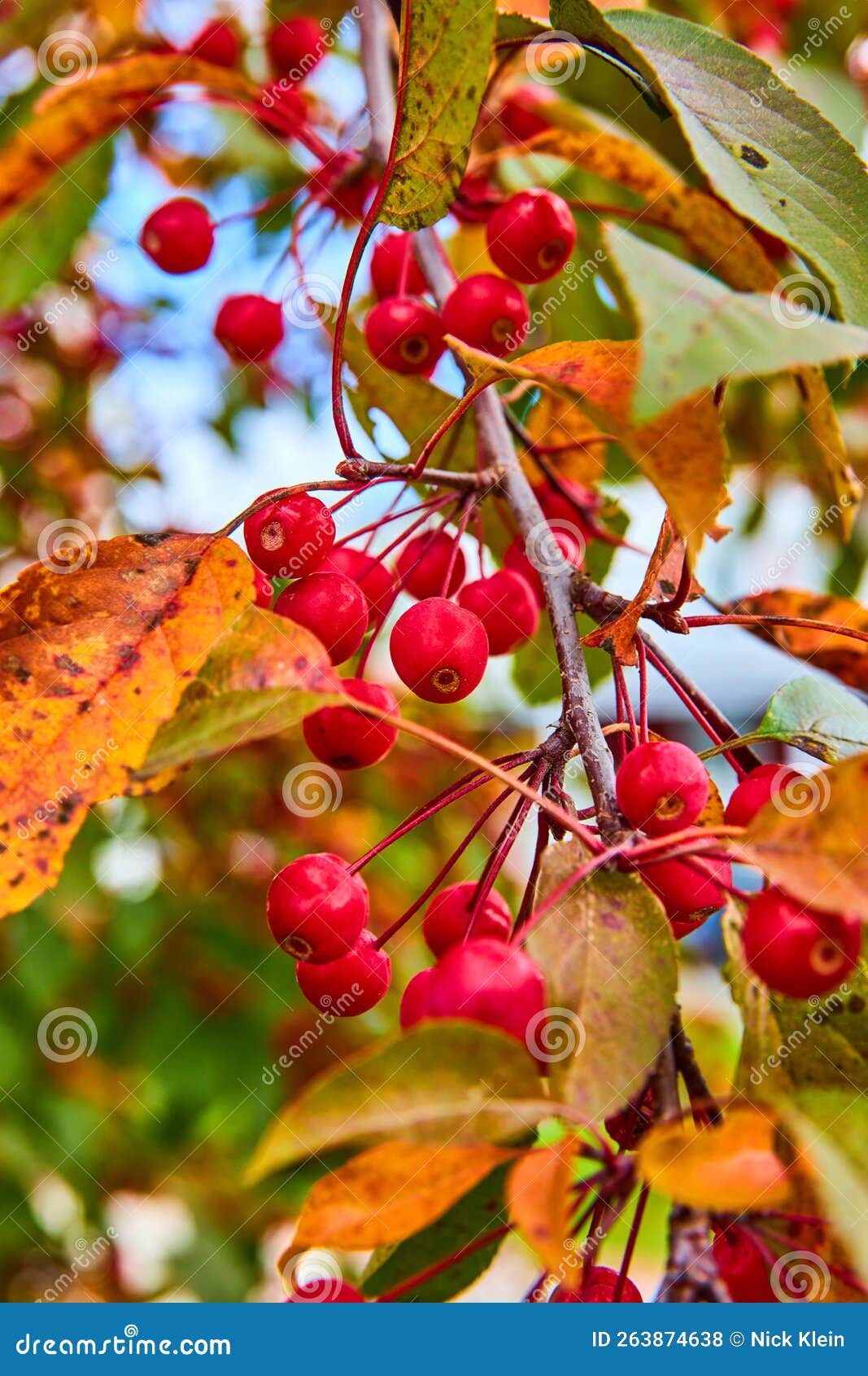Detail of Red Berries Growing on Fall Tree Branch Stock Photo - Image ...
