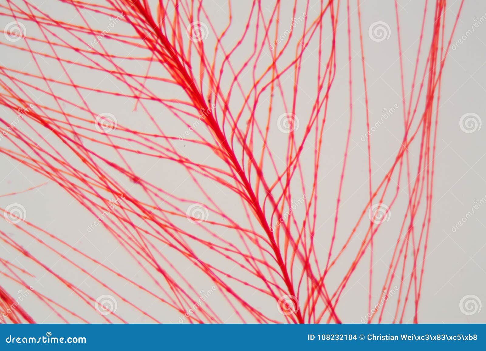 Red Bird Feather Under the Microscope Stock Photo - Image of biological ...