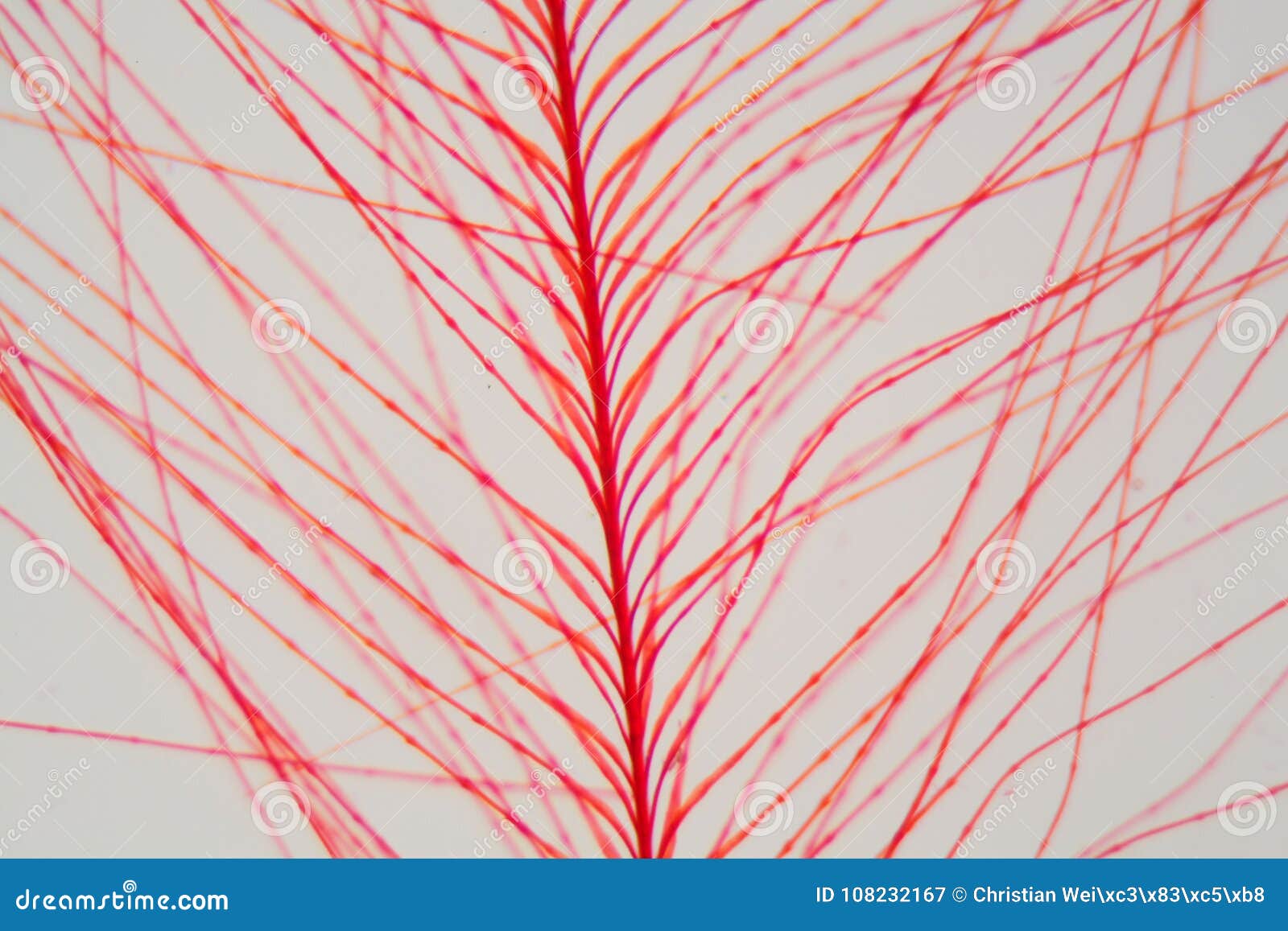 Red Bird Feather Under the Microscope Stock Image - Image of biology ...