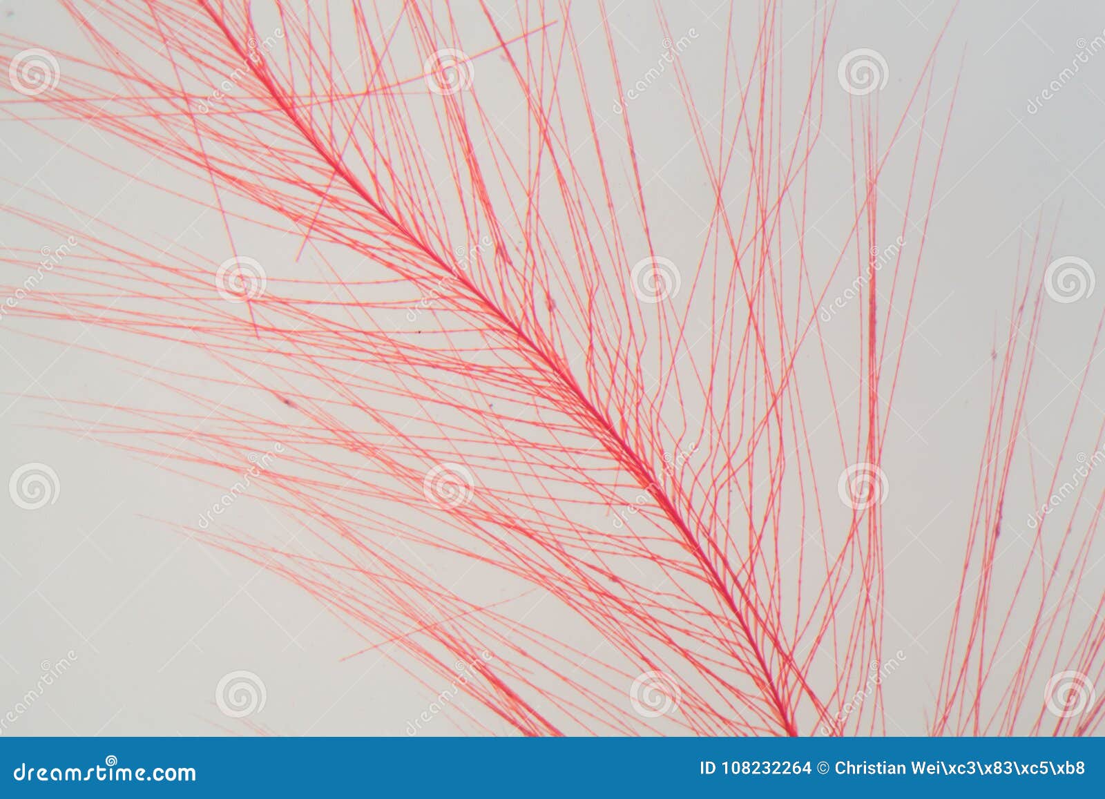 Red Bird Feather Under the Microscope Stock Photo - Image of animal ...
