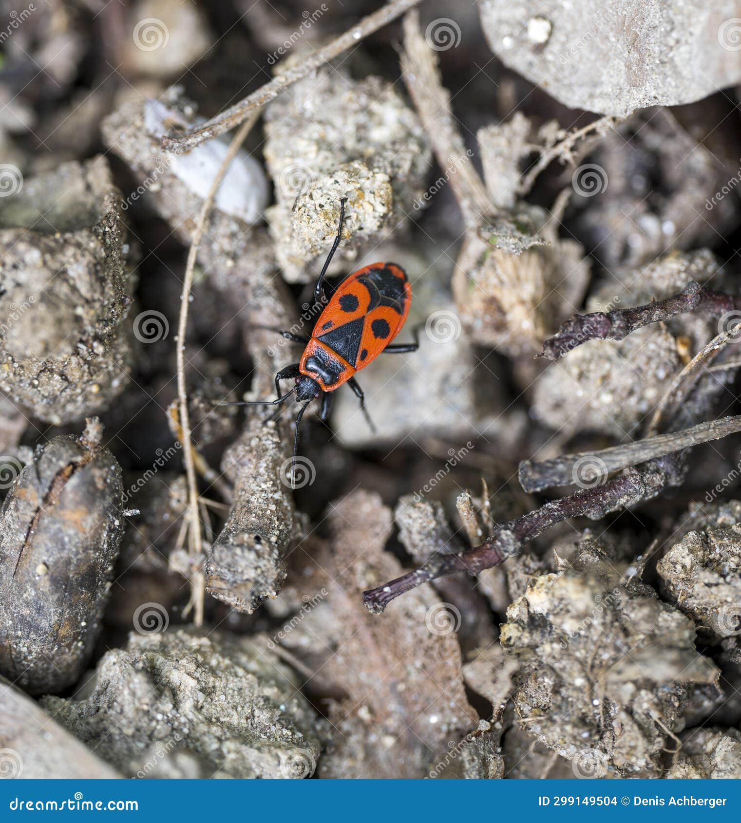 Detail of the Red-black Beetle Pyrrhocoris Apterus Stock Photo - Image ...