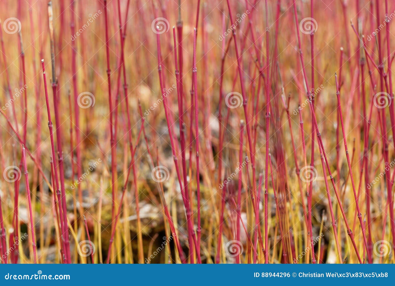 Detail of red branches stock photo. Image of rural, foliage - 88944296