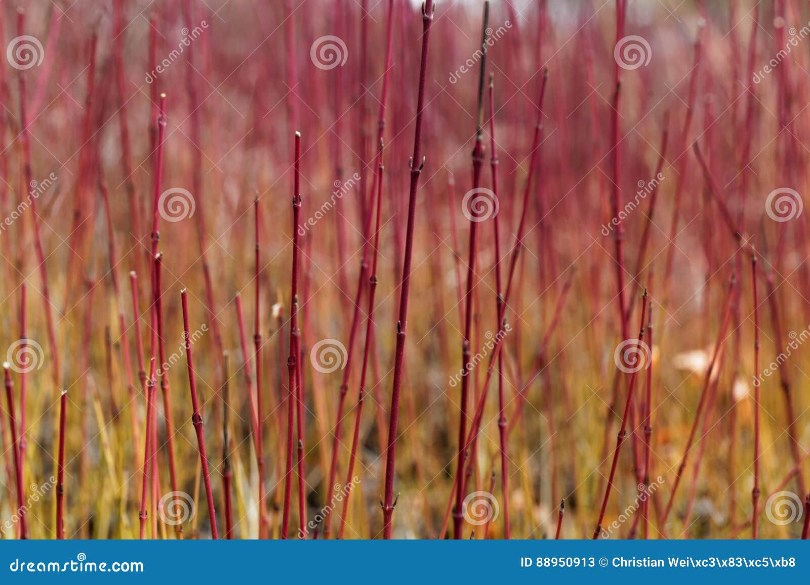 Detail of red branches stock image. Image of nature, outdoor - 88950913