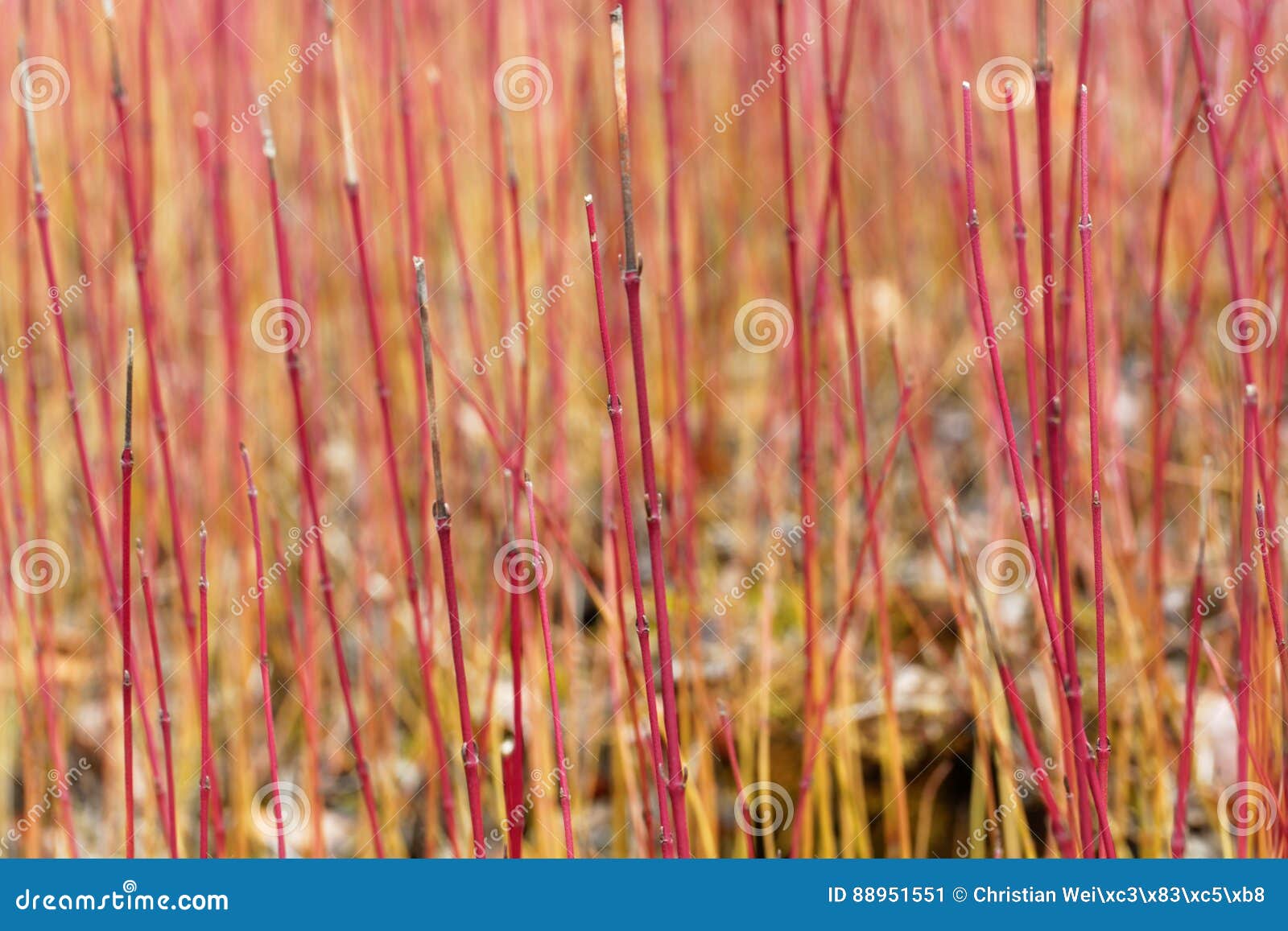 Detail of red branches stock image. Image of early, arrangement - 88951551