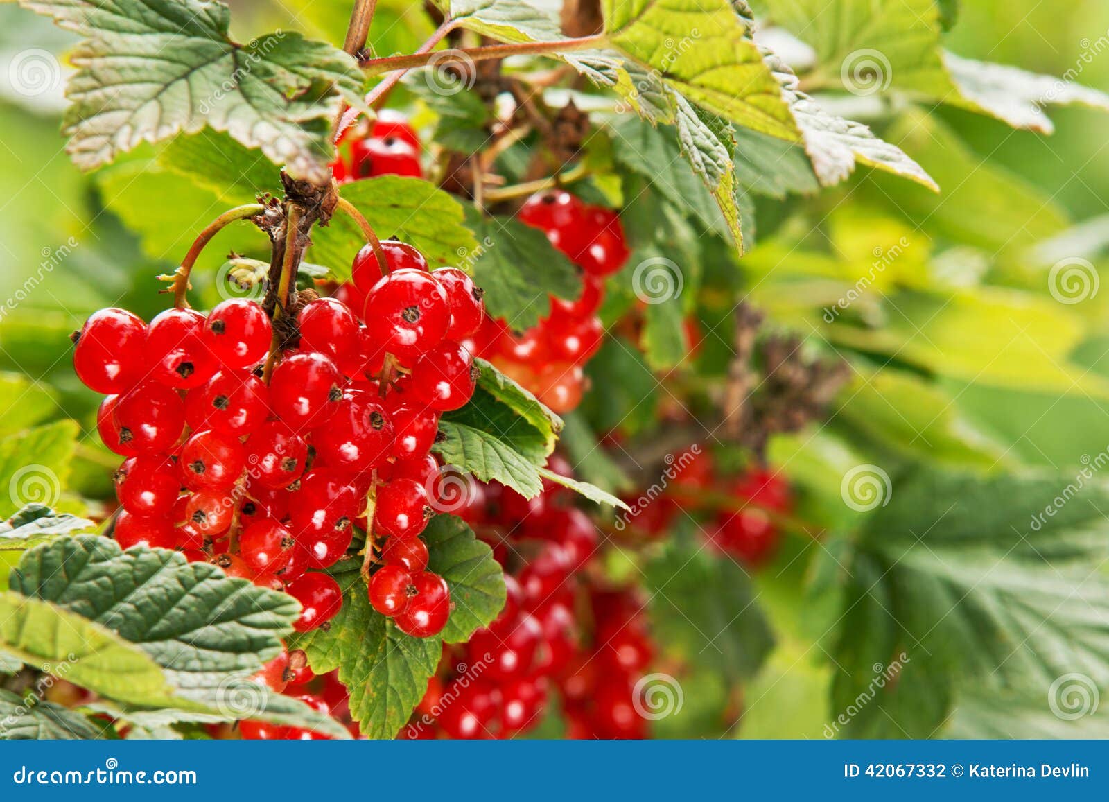 Detail of the red current stock photo. Image of botanical - 42067332