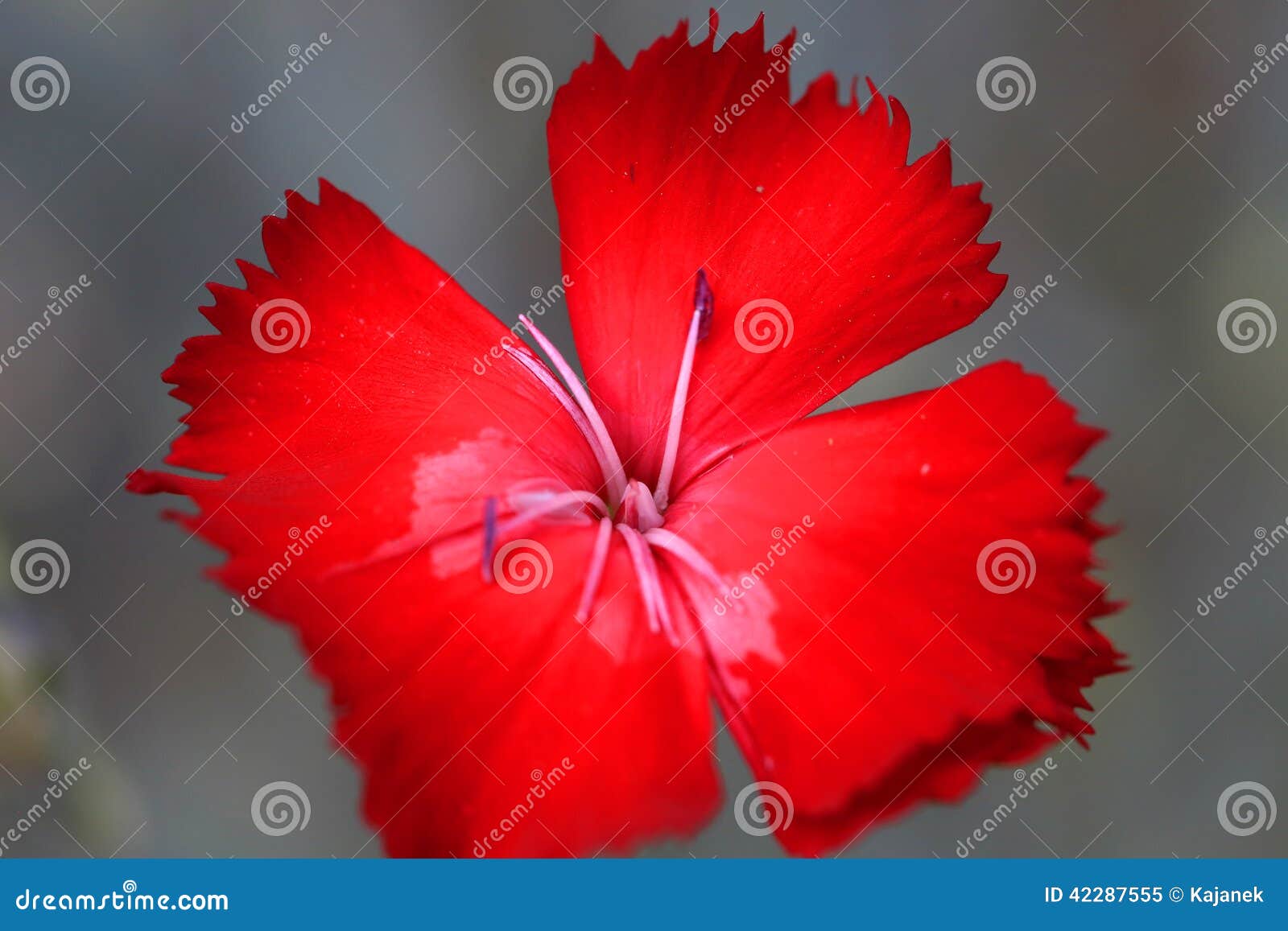 Detail of the red Flower stock image. Image of grass - 42287555