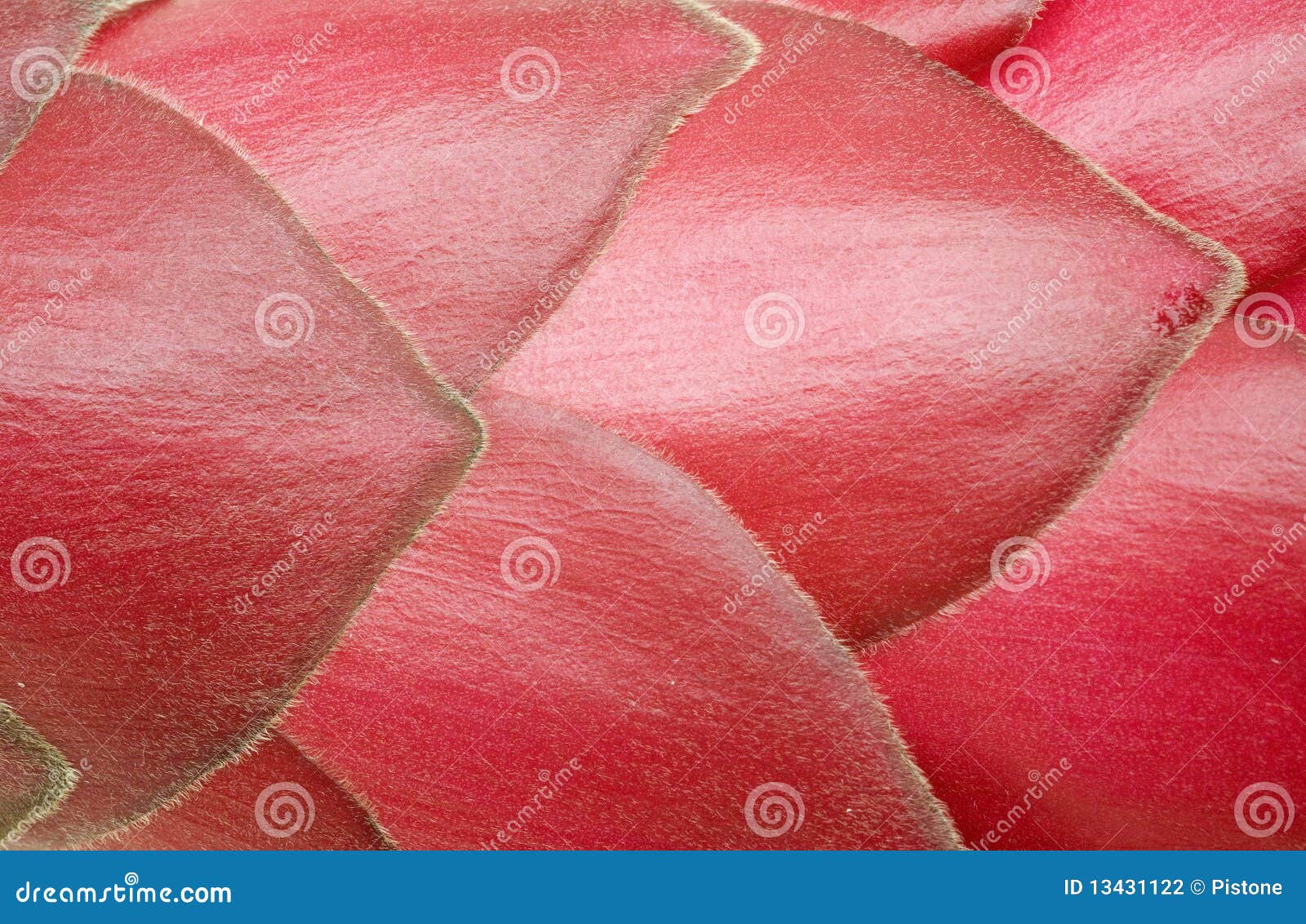 Detail of a Red Ginger Blossom Stock Photo - Image of ginger, nature ...