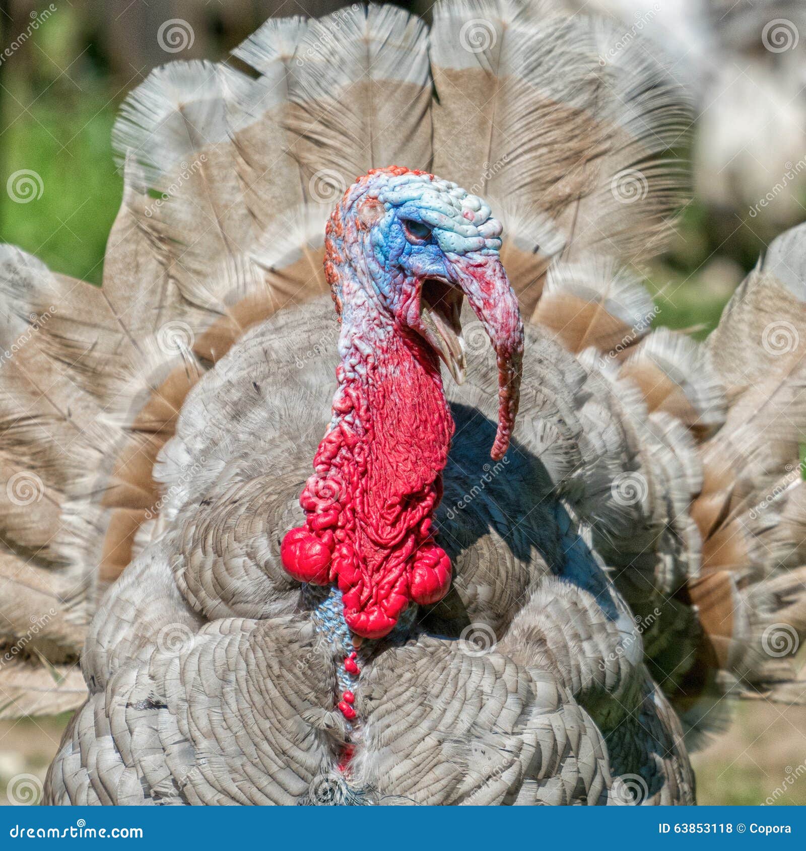 Detail of the Red Head of Grey Turkey Stock Photo - Image of feather ...