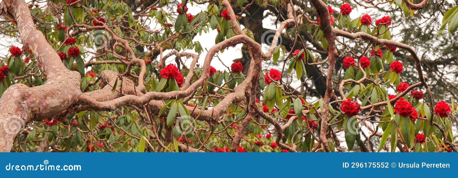 Detail of a Red Laligurans Tree Stock Photo - Image of hiking, colorful ...