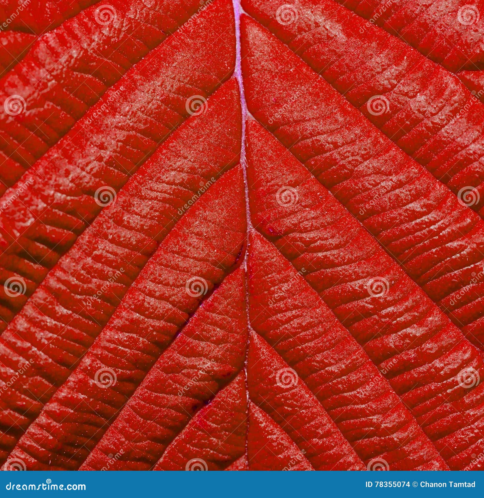 Detail of Red Leaf Texture Close Up Background. Stock Photo - Image of ...
