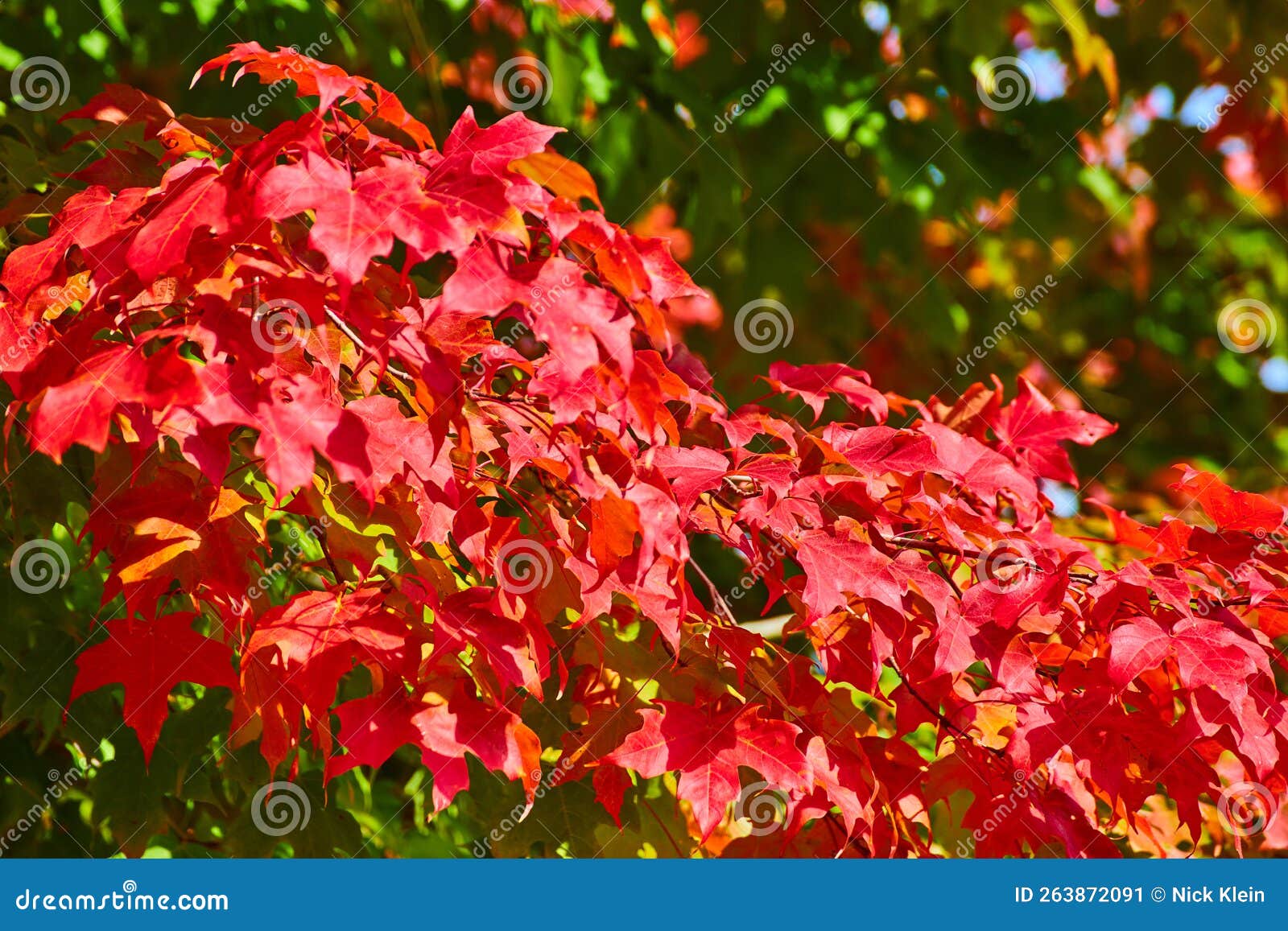 Detail of Red Leaves on Fall Tree with Some Still Green Stock Image ...
