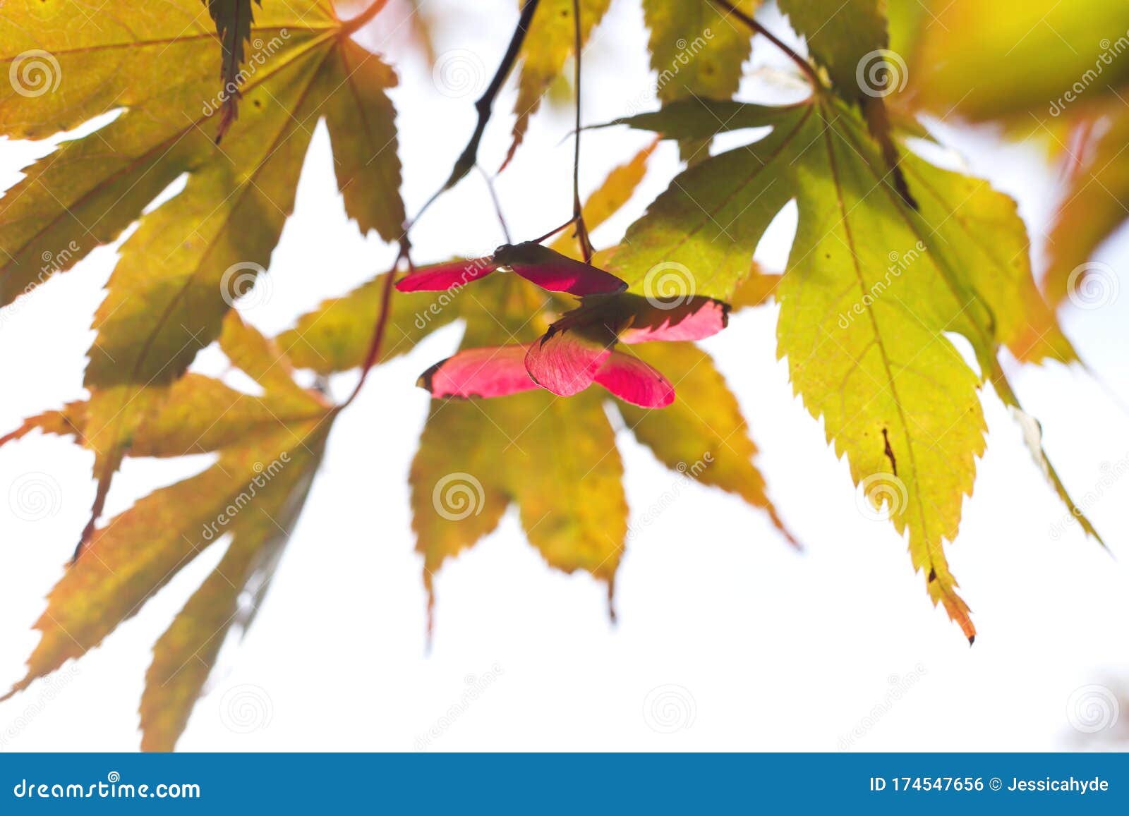Detail of Red Maple Samaras and Leaves Stock Photo - Image of japan ...