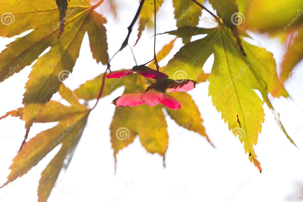 Detail of Red Maple Samaras and Leaves Stock Photo - Image of japan ...