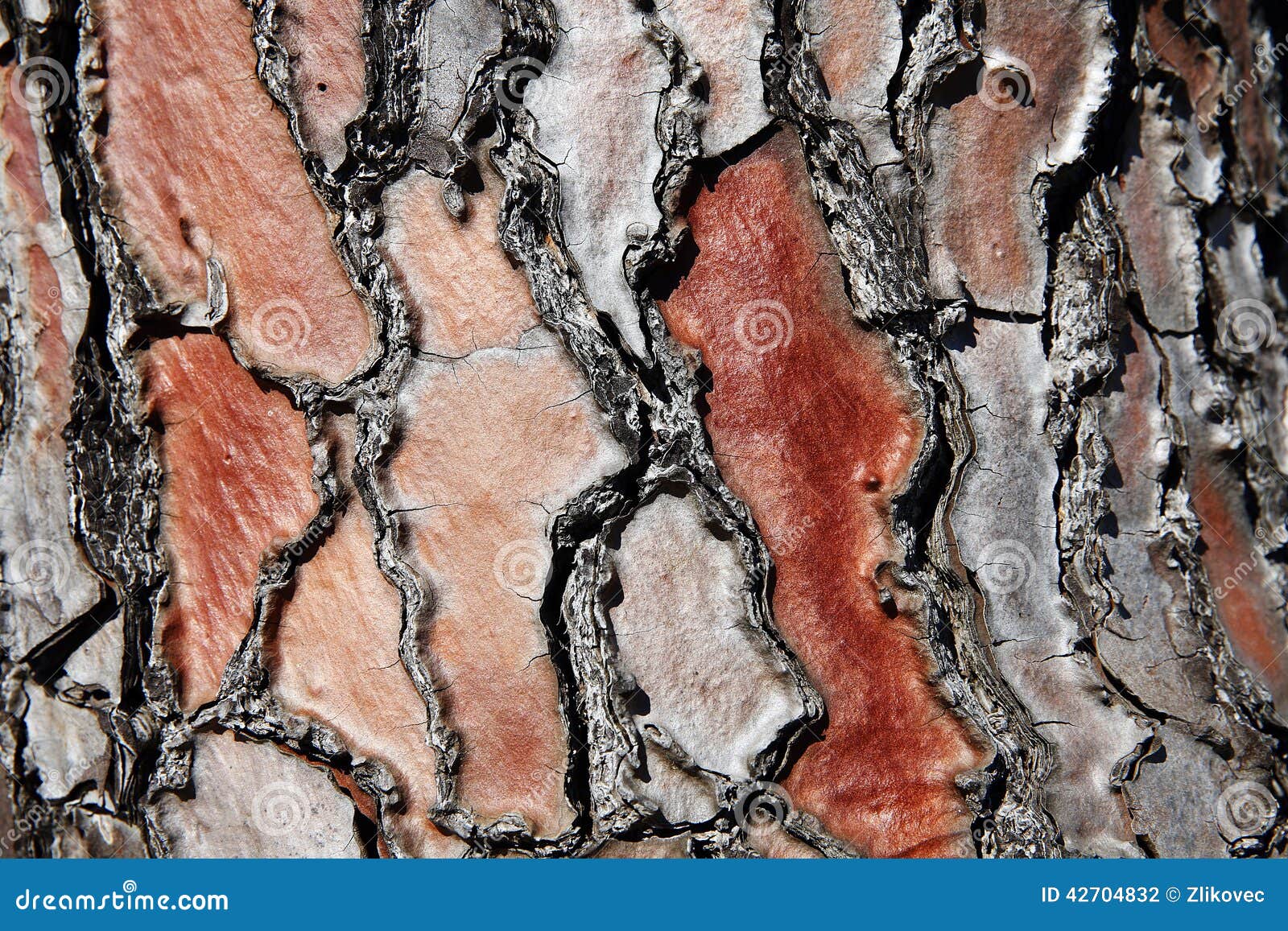 Detail of a Red Pine Tree Bark Stock Photo - Image of nature, timber ...