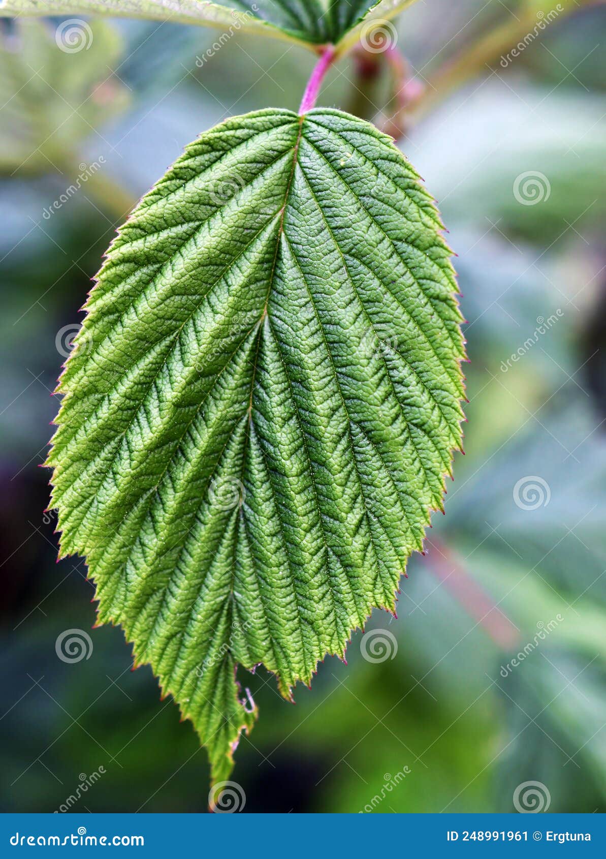 The Detail of the Red Raspberry Leaf, Rubus Idaeus Stock Image - Image ...