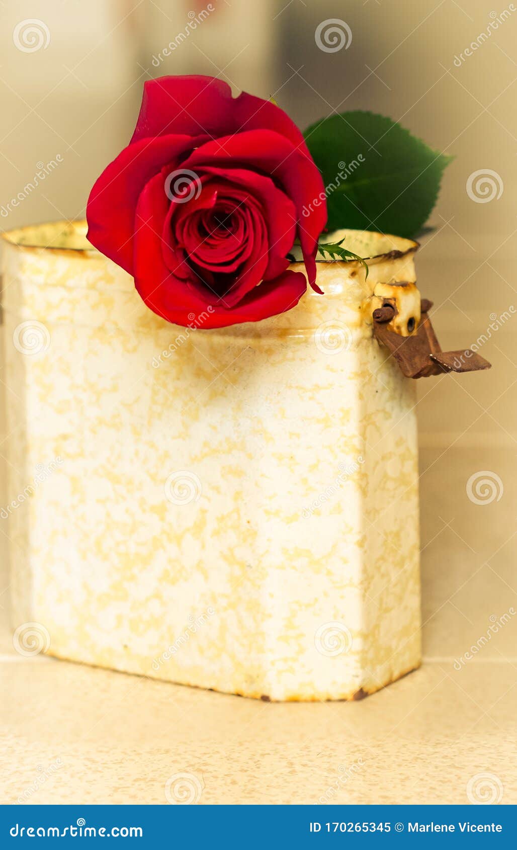 Detail of Red Rose on Metallic Container Stock Image - Image of leaf ...
