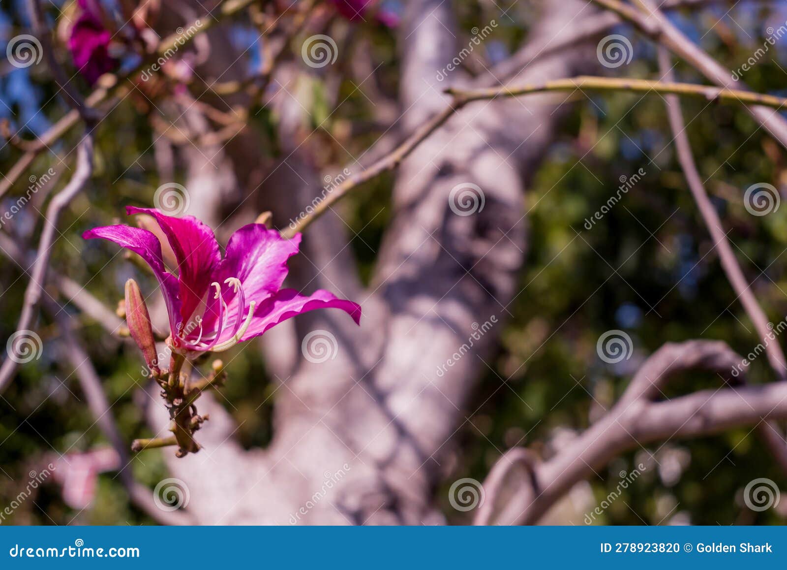 Detail of Redbud Tree. Buds and Flowers on Branch Stock Photo - Image ...