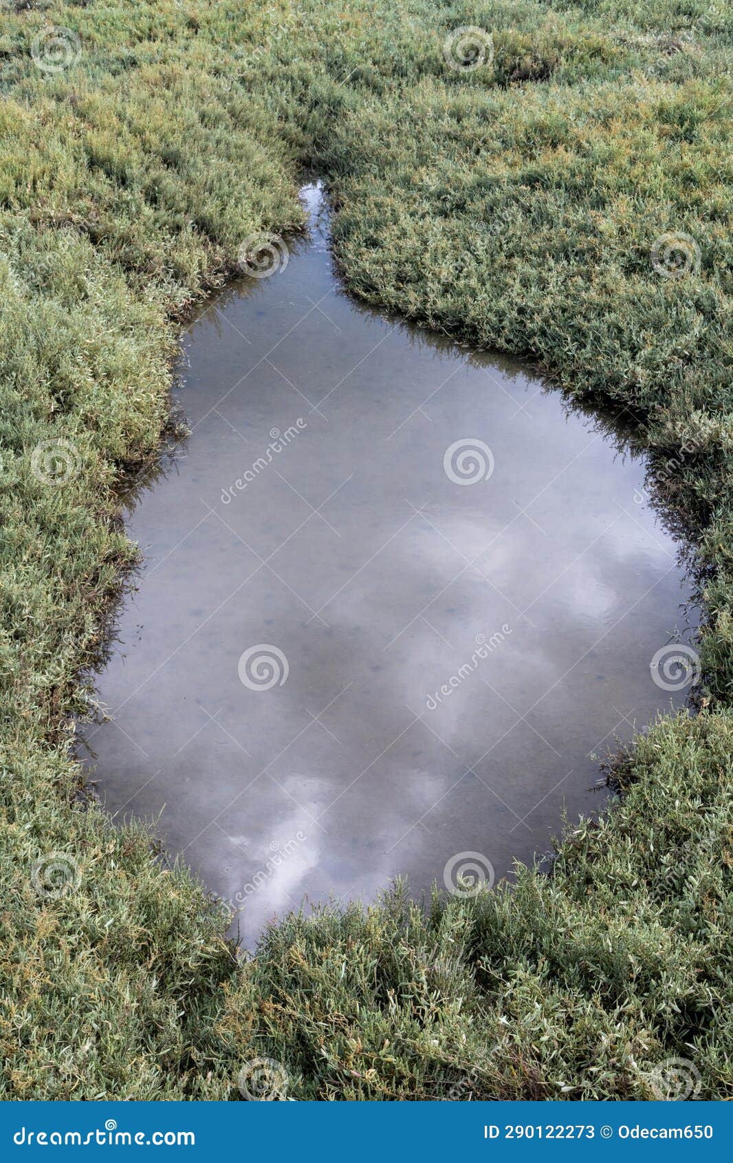 Detail of the Reflection of Clouds Over a Small Puddle at Low Tide on ...