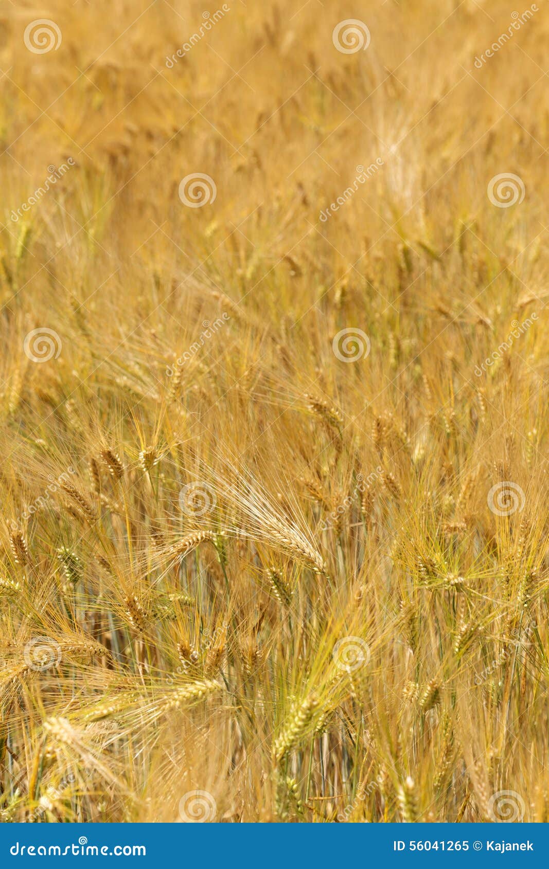 Detail of Ripe Barley Spikes Stock Image - Image of cultivate, rural ...
