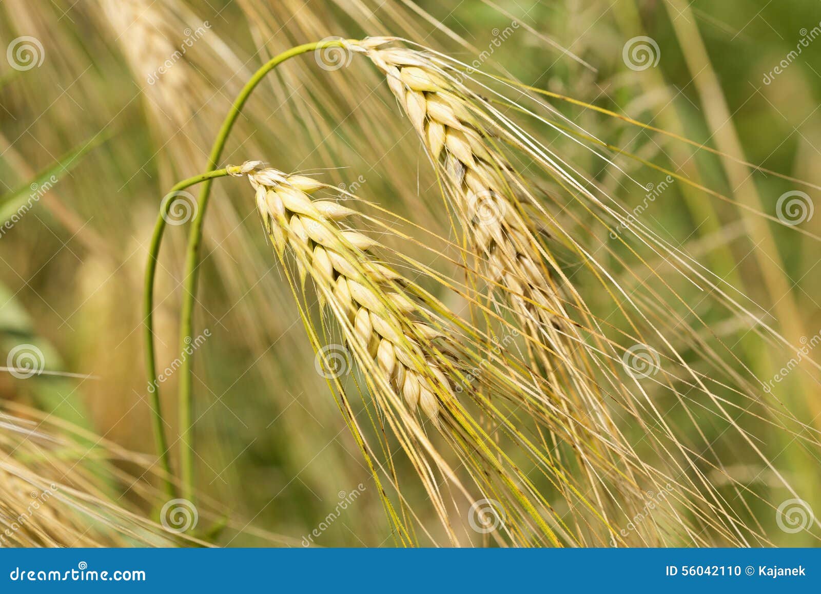 Detail of Ripe Barley Spikes Stock Photo - Image of agriculture, seed ...