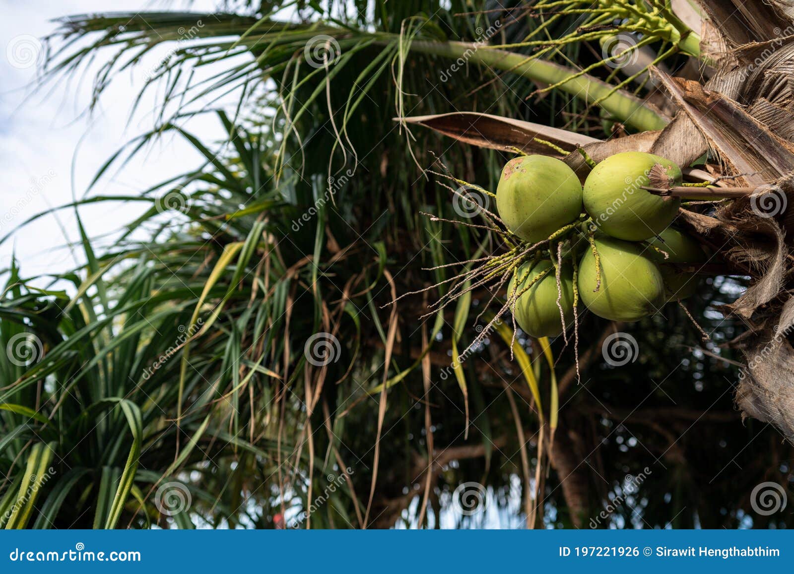 Detail of Ripe Coconuts on Coconut Palm Tree with Cloud and Sky Stock ...
