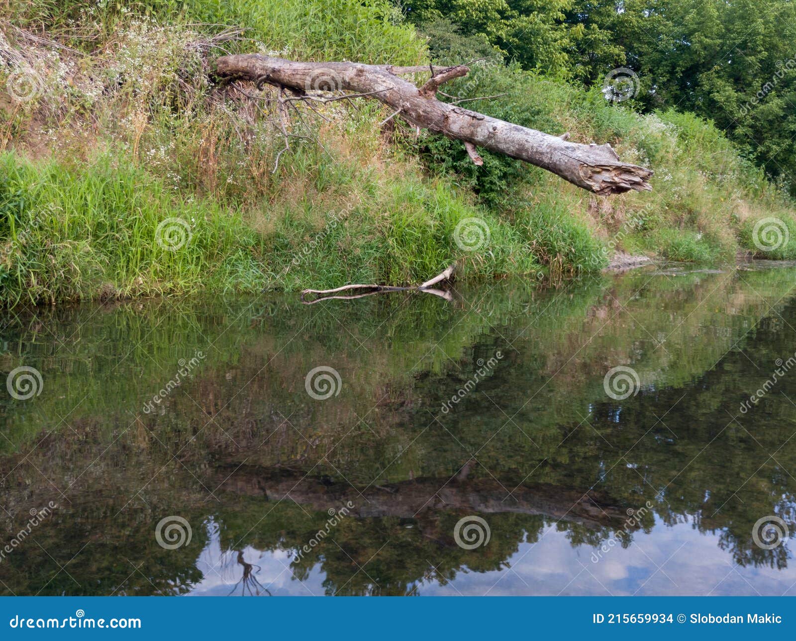 Detail from River Ecosystem, Dead Tree Bent Above the Water Stock Photo ...