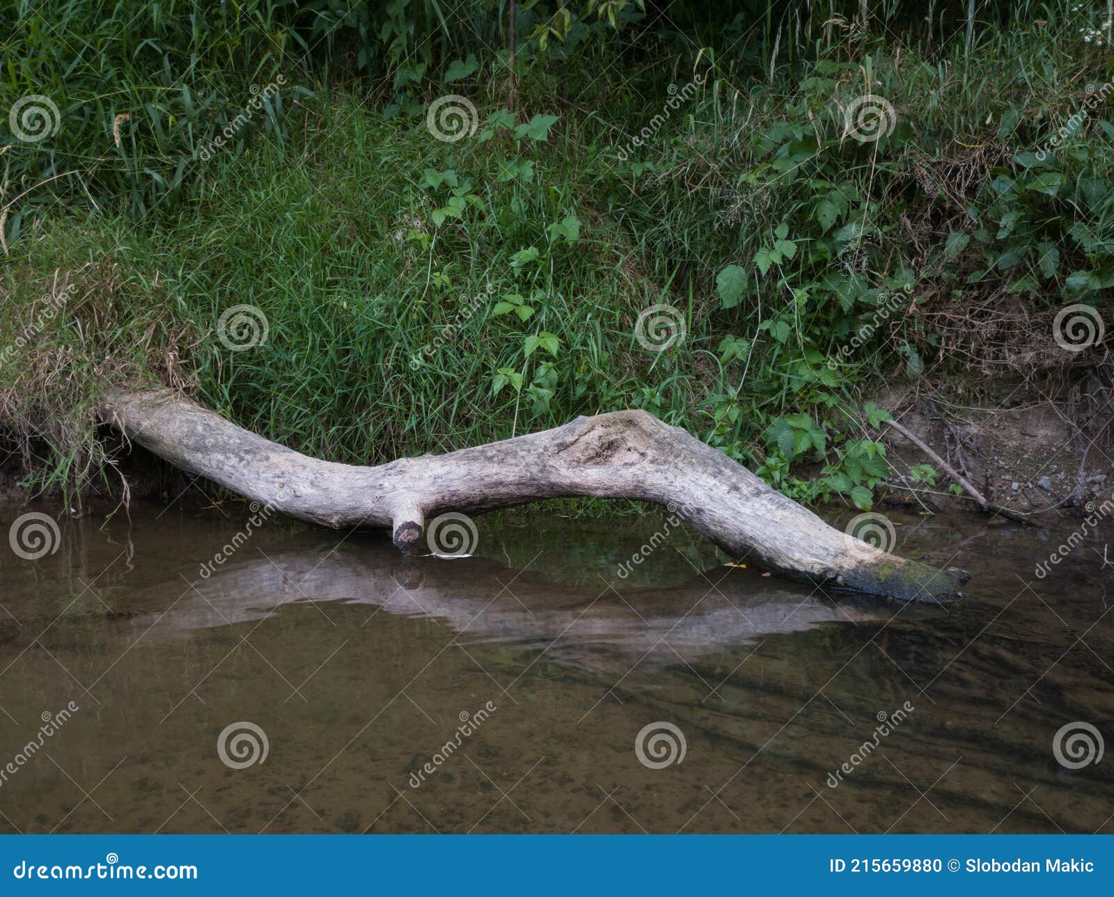 Detail from River Ecosystem, Dead Tree Fallen in Water Stock Photo ...