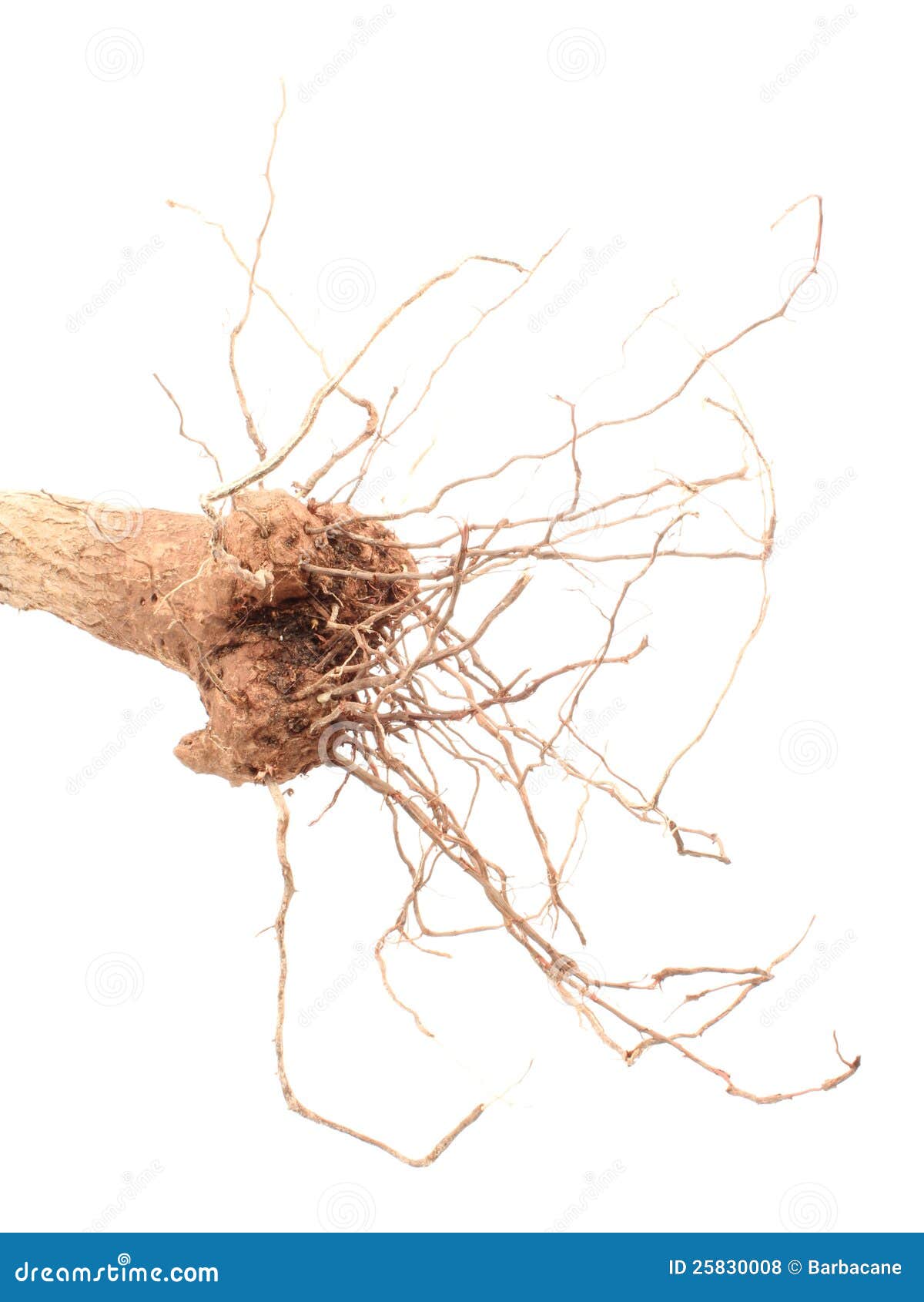 Detail of Roots - Dracaena Fragrans. Stock Photo - Image of fragrans ...