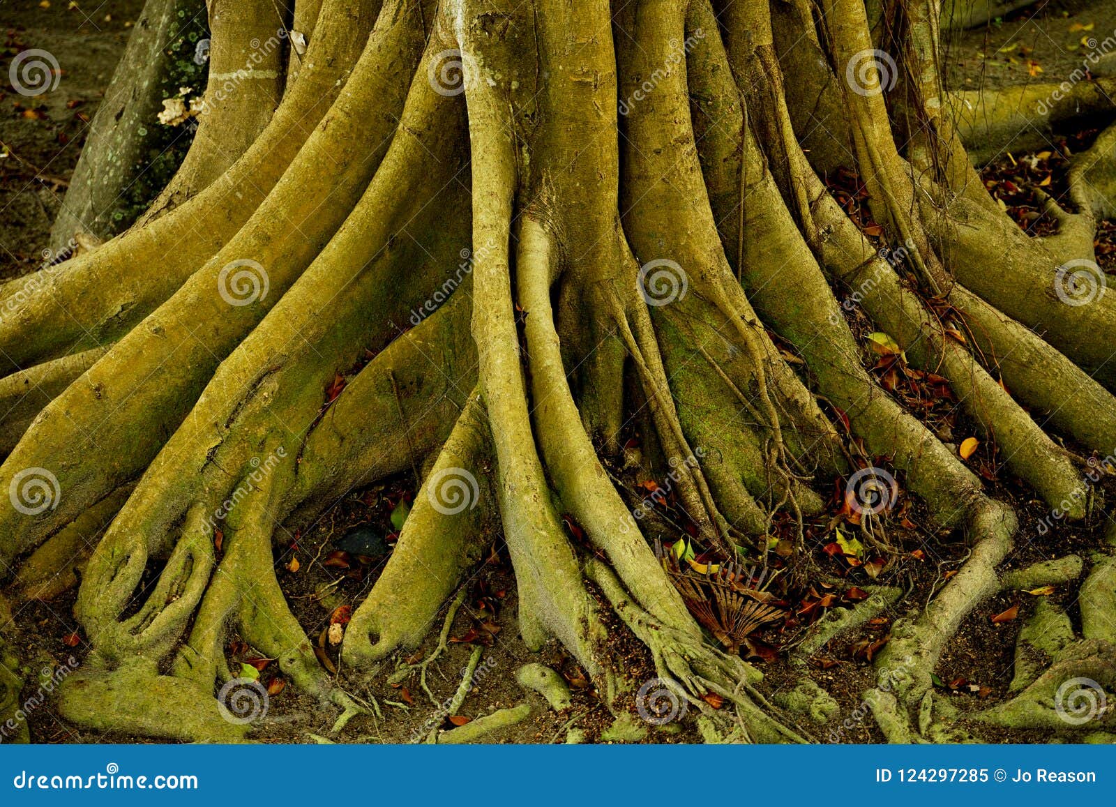 Tree roots unique detail stock image. Image of close - 124297285