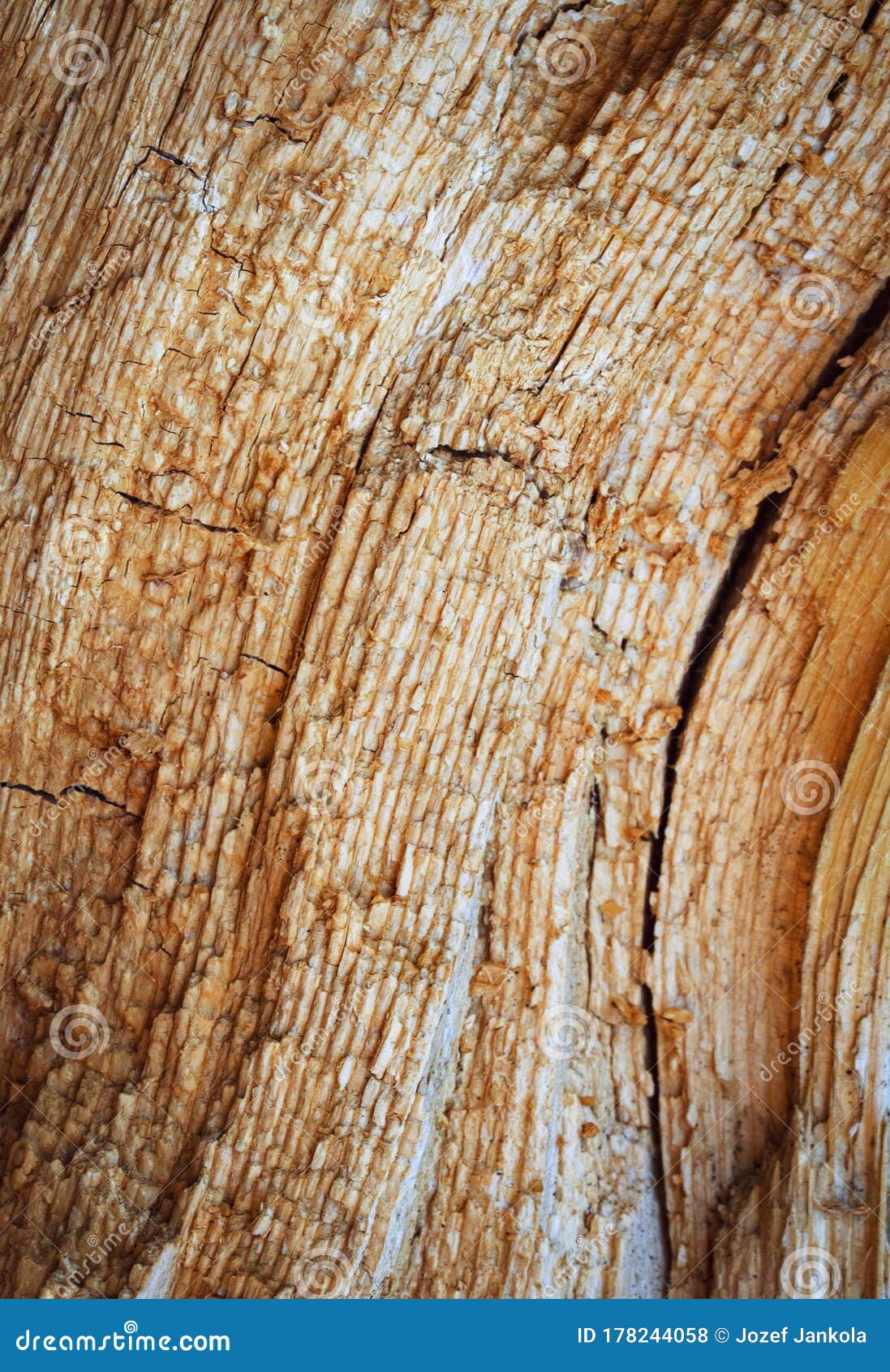 Detail of Rotten Spruce Wood Stock Photo - Image of rough, timber ...