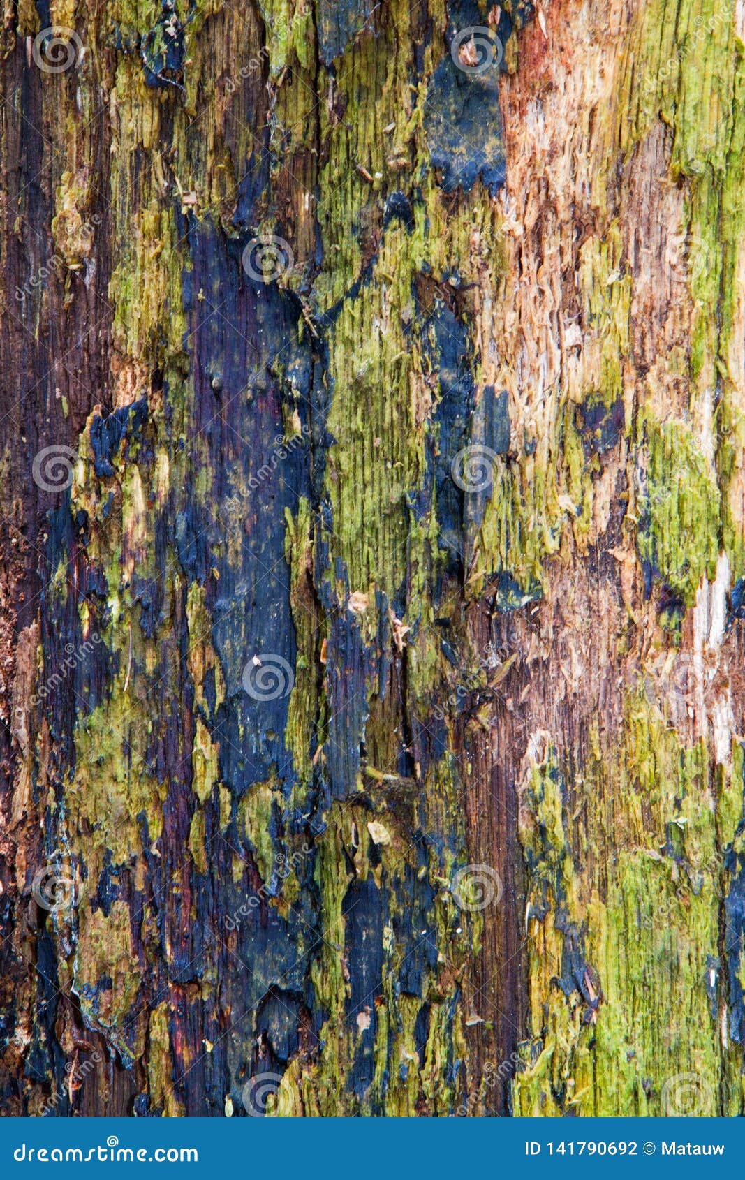 Detail of a Rotting Tree Stem Stock Photo - Image of wood, texture ...