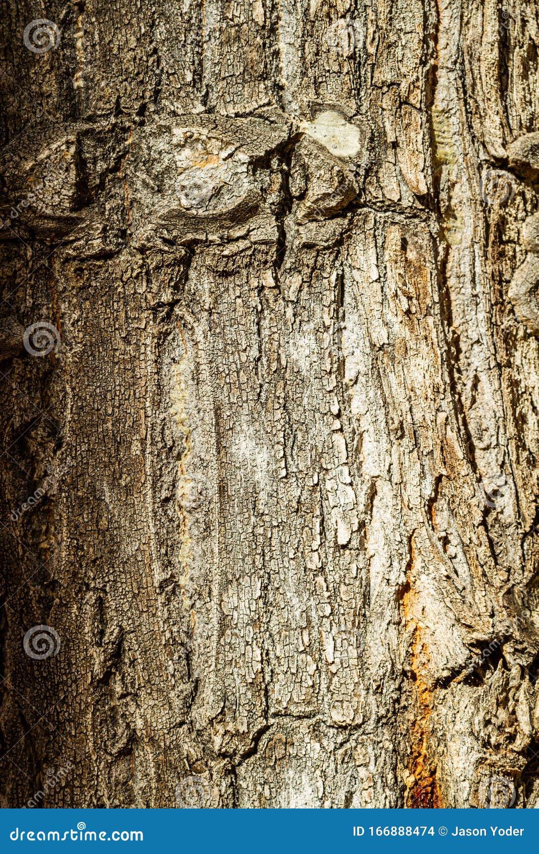 Detail of rough tree bark stock photo. Image of background - 166888474