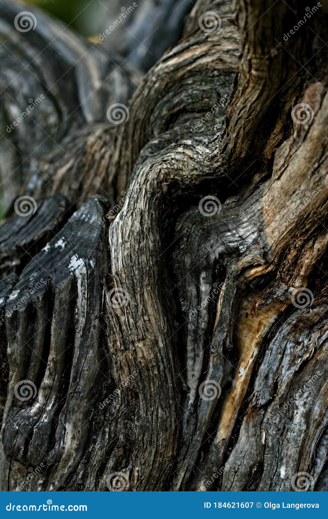 Detail of a Rough Trunk of a Tree Bark Stock Image - Image of view ...