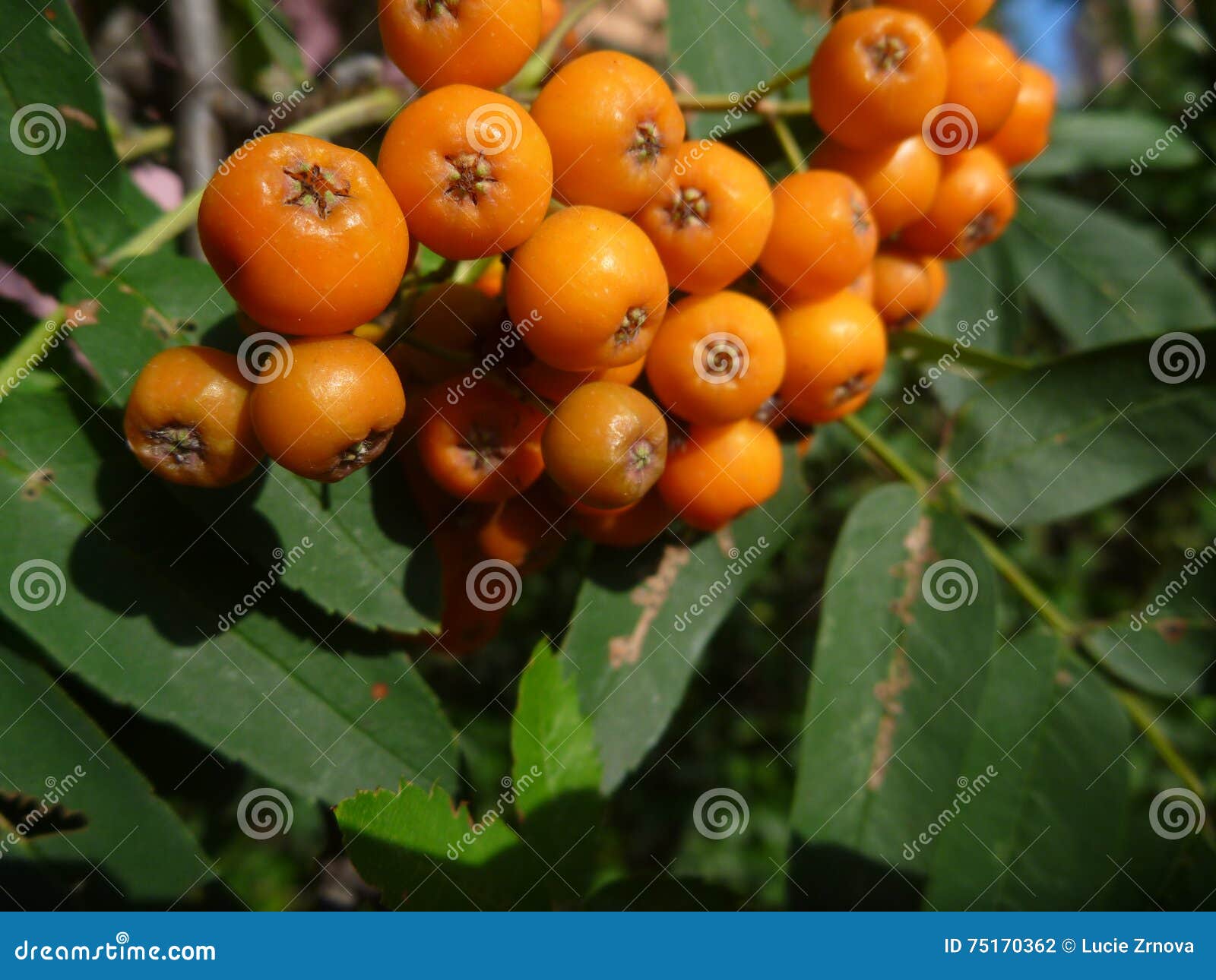 Detail of Rowan Berry Tree with Fruit Stock Photo - Image of rowan ...