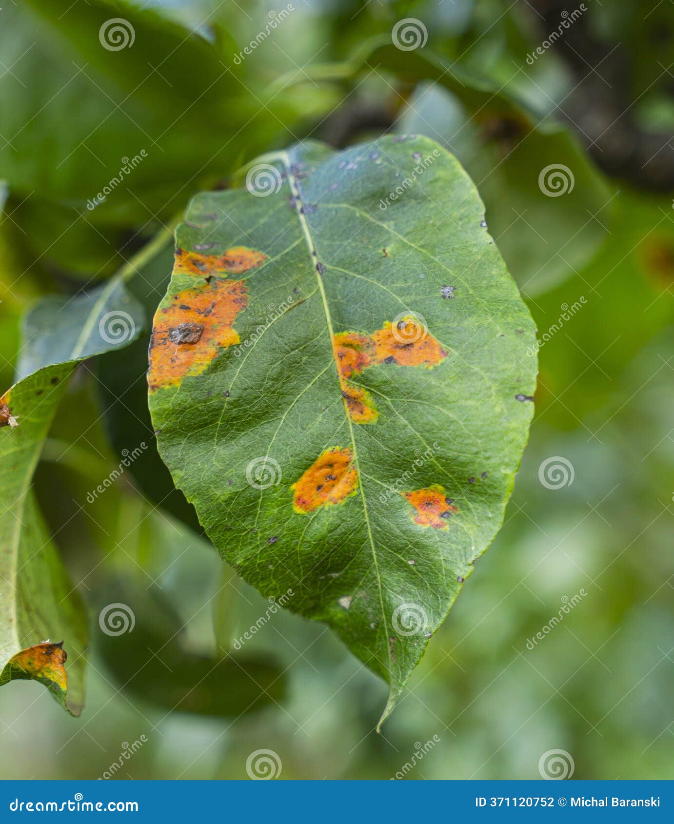 Rust On Pear Leaves, Fruit Plant Disease. Royalty-Free Stock Photo ...