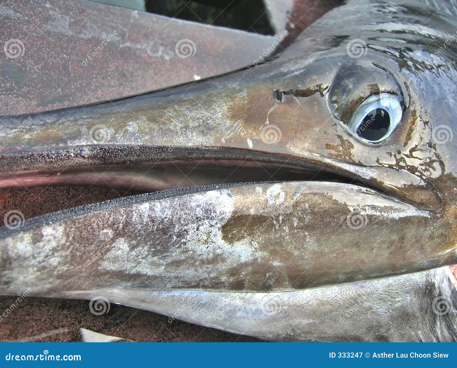 Sailfish Catch Billfish Sportfishing Holding Bill Stock Image ...
