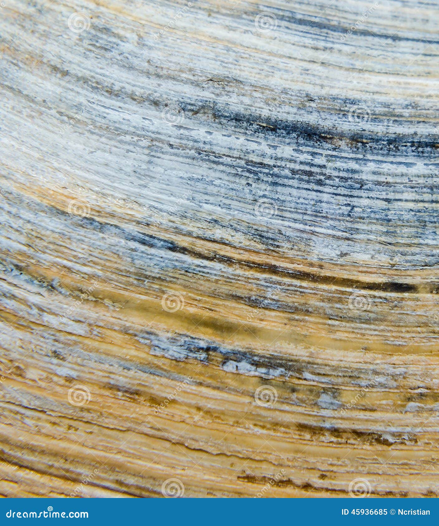 Detail of Sea Colored Shell Close Up Stock Image - Image of cockleshell ...