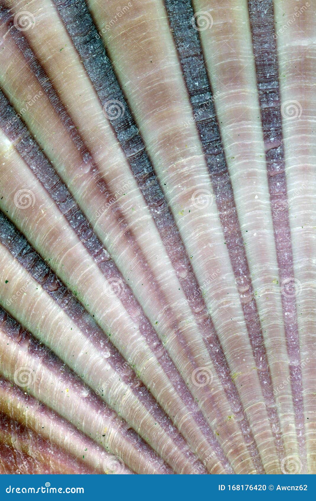 Detail of sea shell stock photo. Image of ridge, circular - 168176420