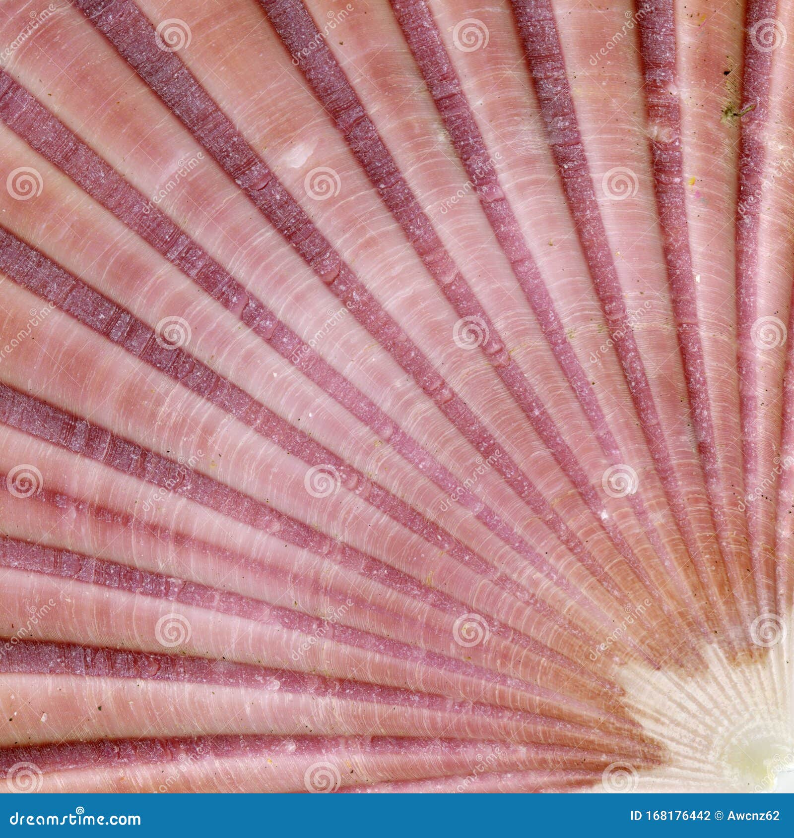 Detail of sea shell stock photo. Image of circular, pink - 168176442