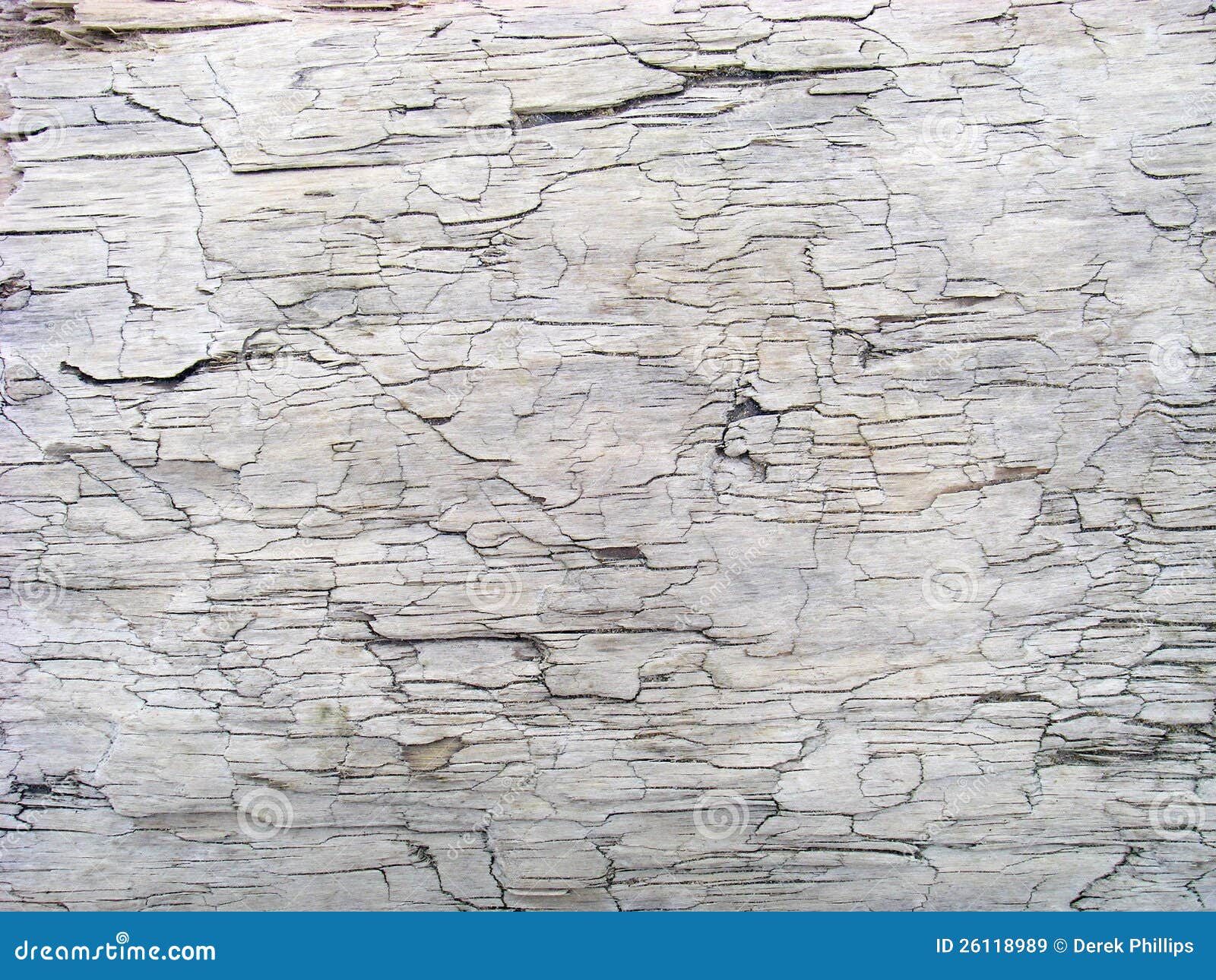 Detail Of The Worn Bark Of An Old Willow Tree Royalty-Free Stock ...