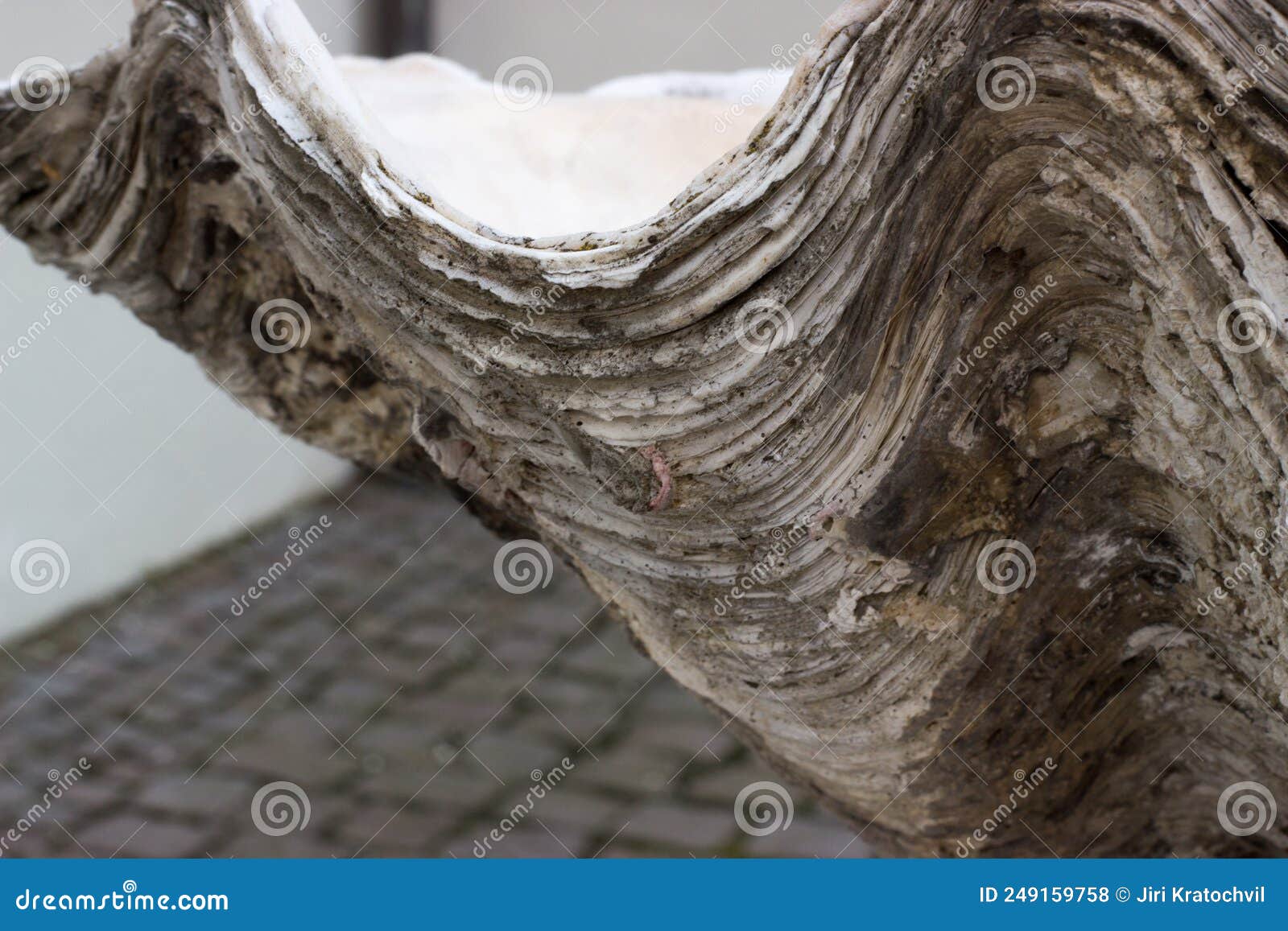 Detail of Seashell Structure Stock Photo - Image of outdoors, ocean ...