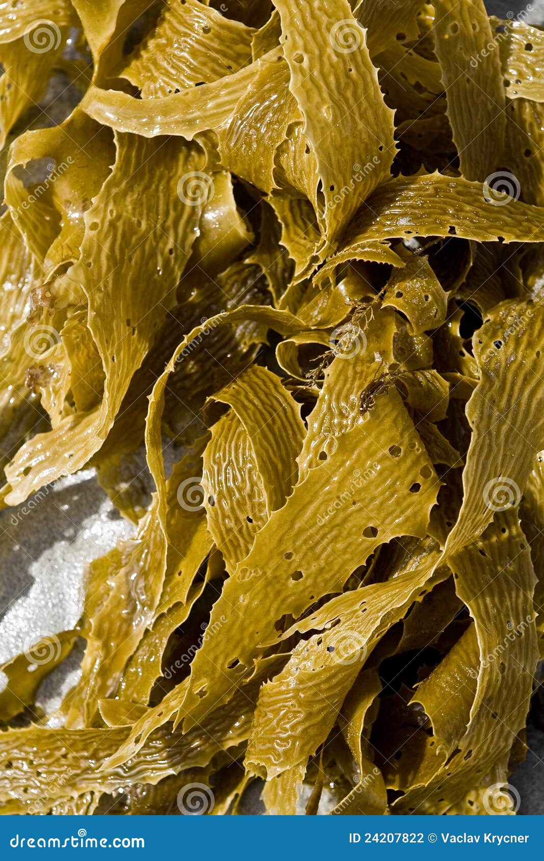 Detail of seaweeds stock photo. Image of coast, water - 24207822