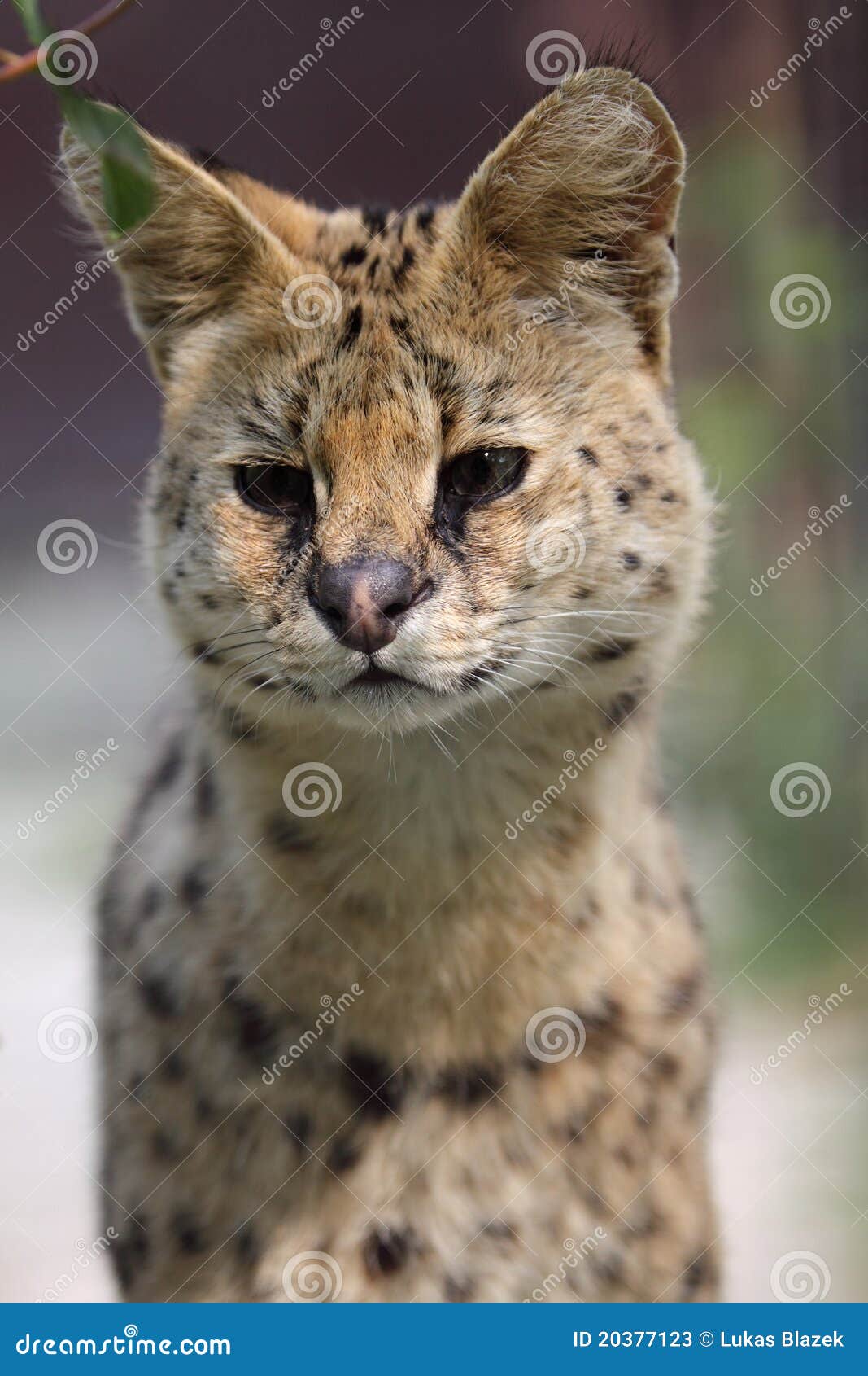 Detail of serval stock image. Image of serval, detail - 20377123