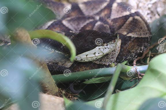 Sharp-nosed viper stock photo. Image of sharp, viper - 359054918