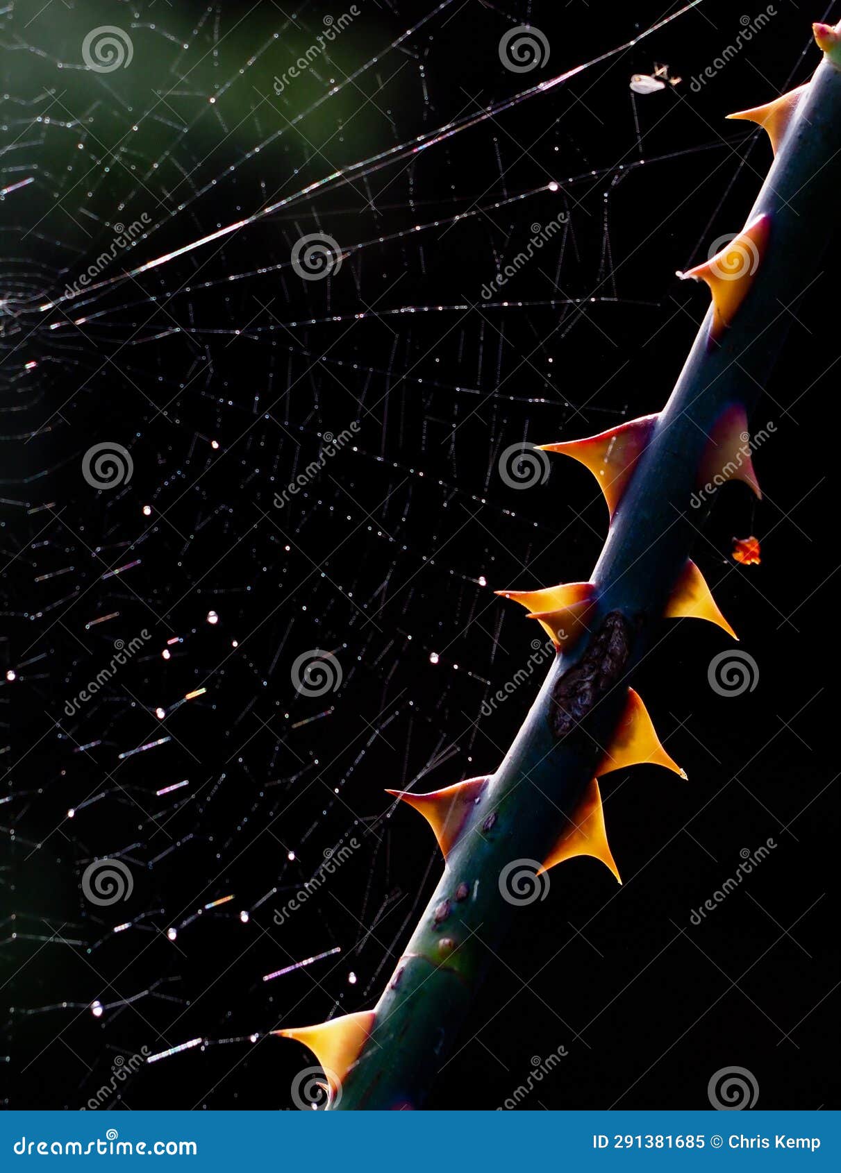 Detail of Sharp Rose Thorns Stock Image - Image of rosa, black: 291381685